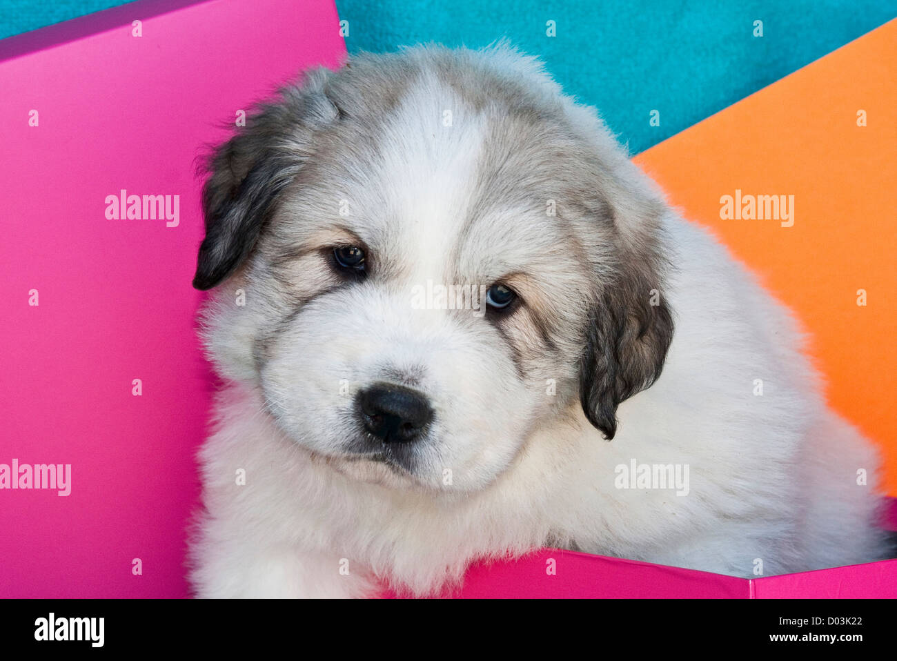 Portrait of a Great Pyrenees puppy with colorful background Stock Photo ...