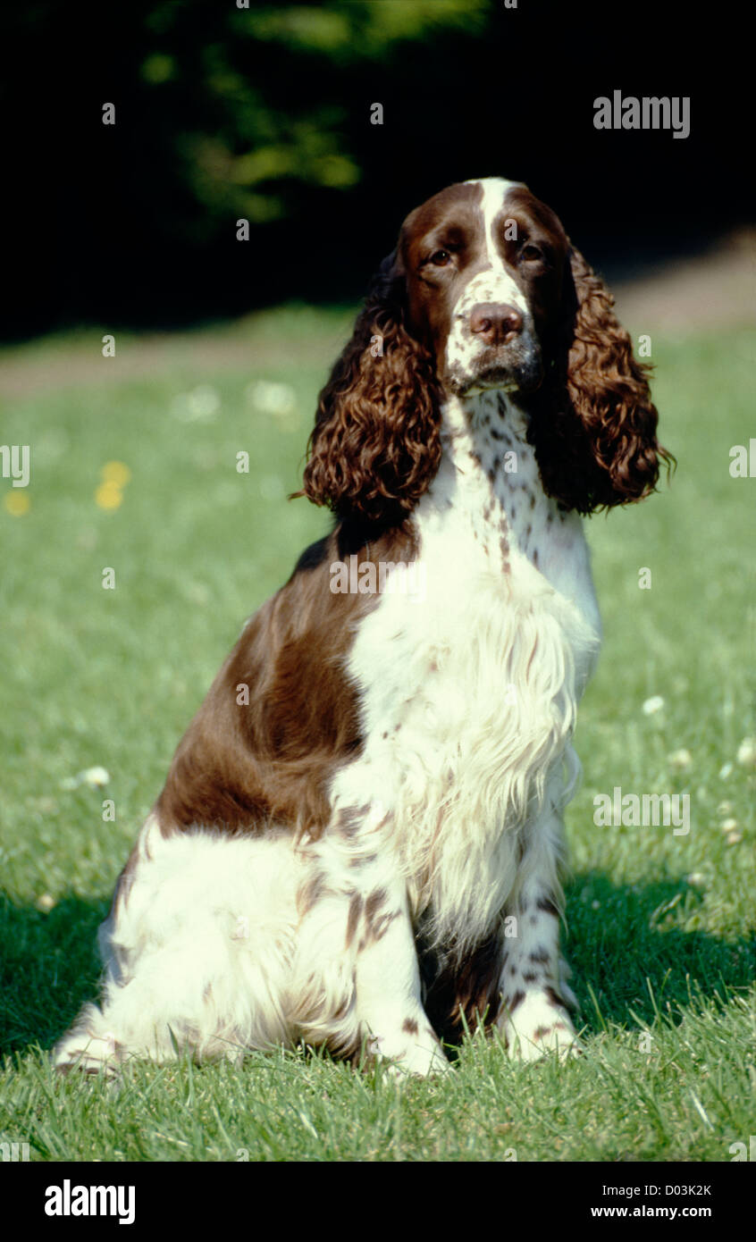 SIDE VIEW OF BEAUTIFUL ENGLISH SPRINGER SPANIEL SITTING IN FIELD Stock ...
