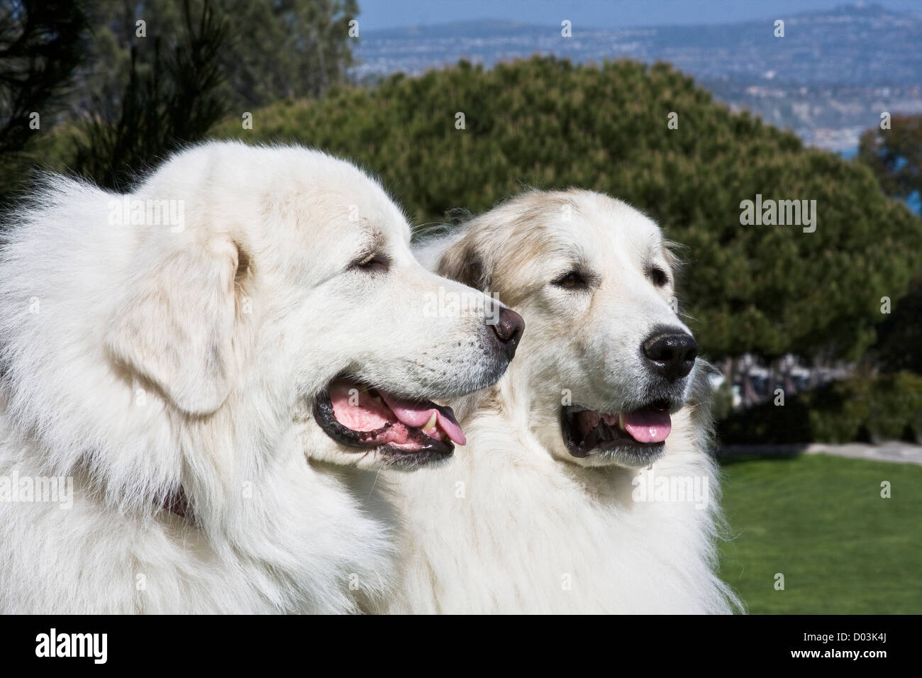 Chien des pyrenees hi-res stock photography and images - Alamy