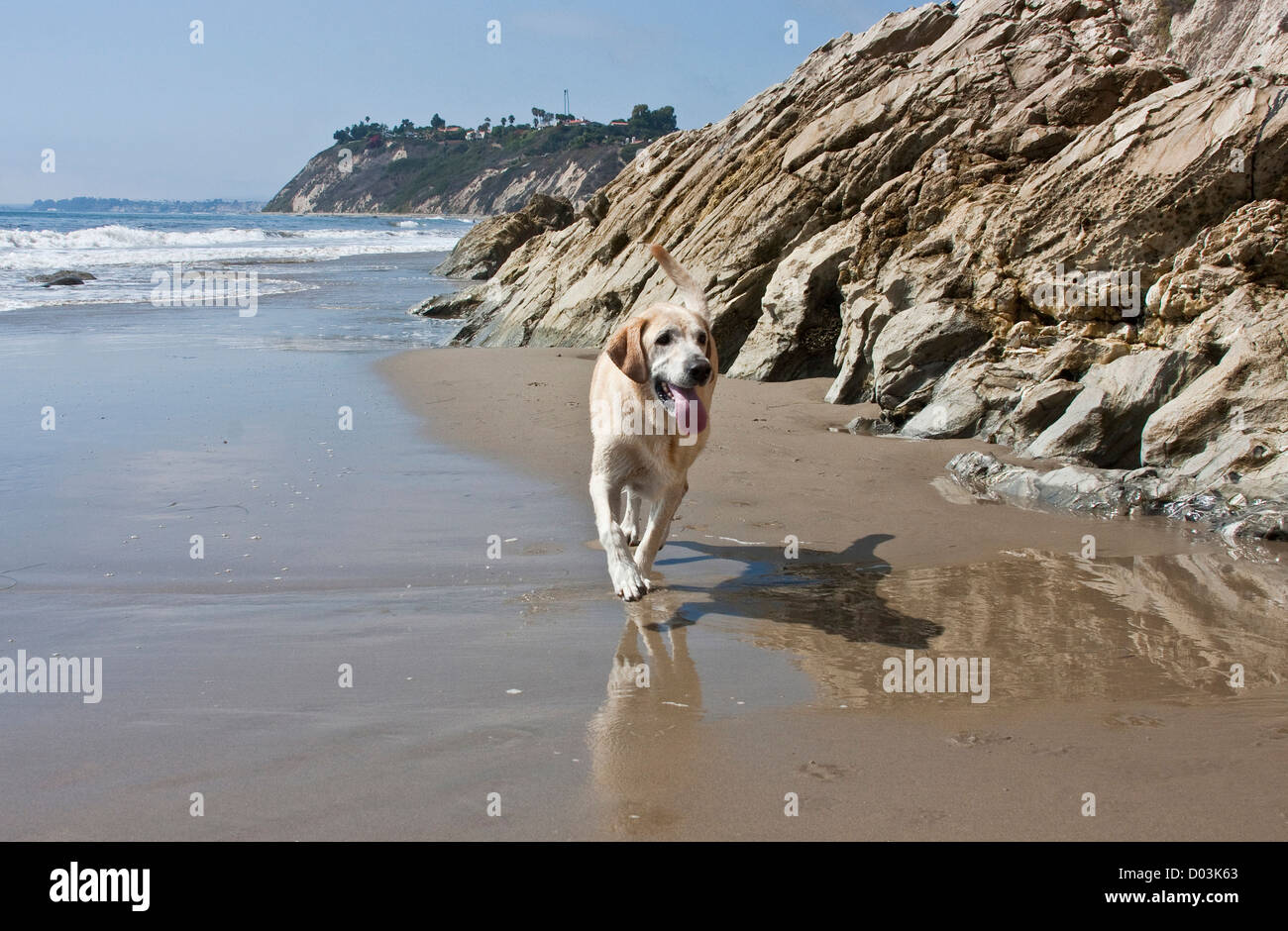 A Yellow Labrador Retriever walking in the sand at Hendrey's Beach in ...