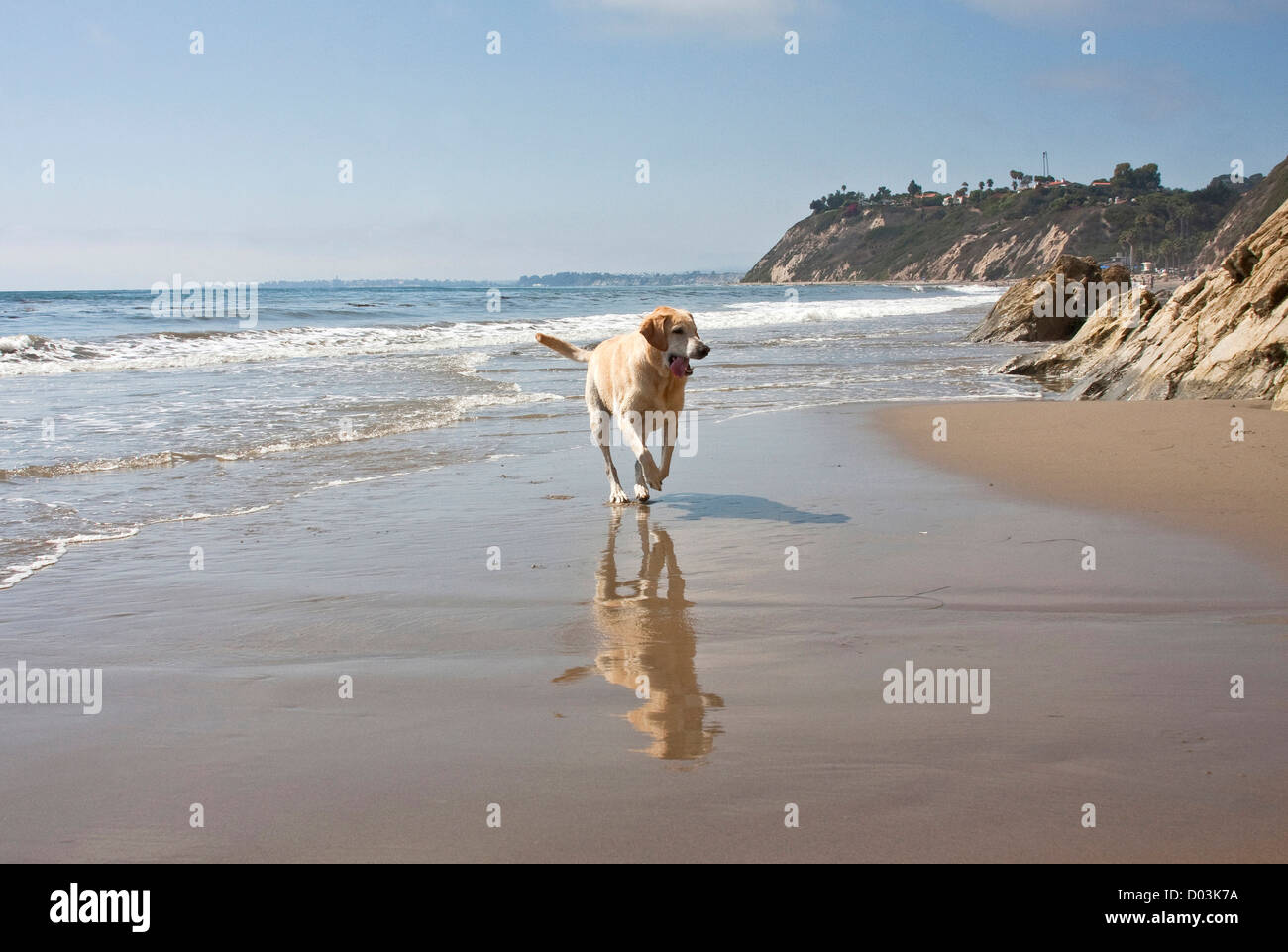 A Yellow Labrador Retriever reflecting in the sand and surf at Hendrey ...