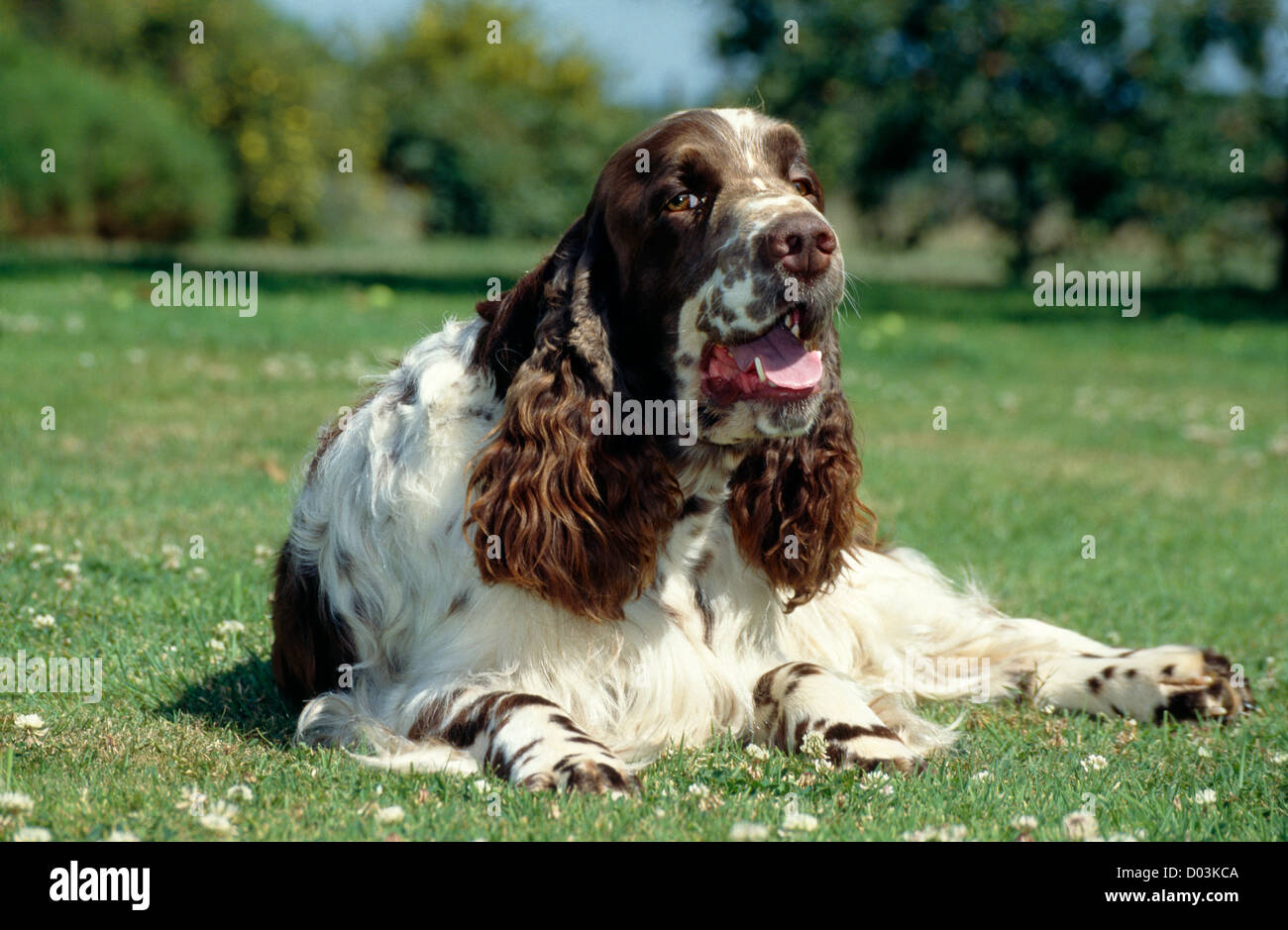 BEAUTIFUL ENGLISH SPRINGER SPANIEL LAYING IN YARD/ ENGLAND Stock Photo ...