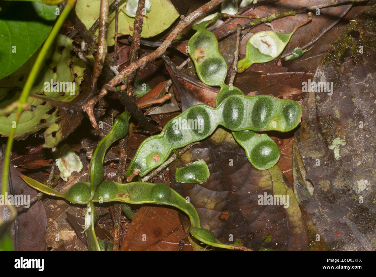 seeds in the forest ground, Anavilhanas, Amazon forest, Amazonas ...