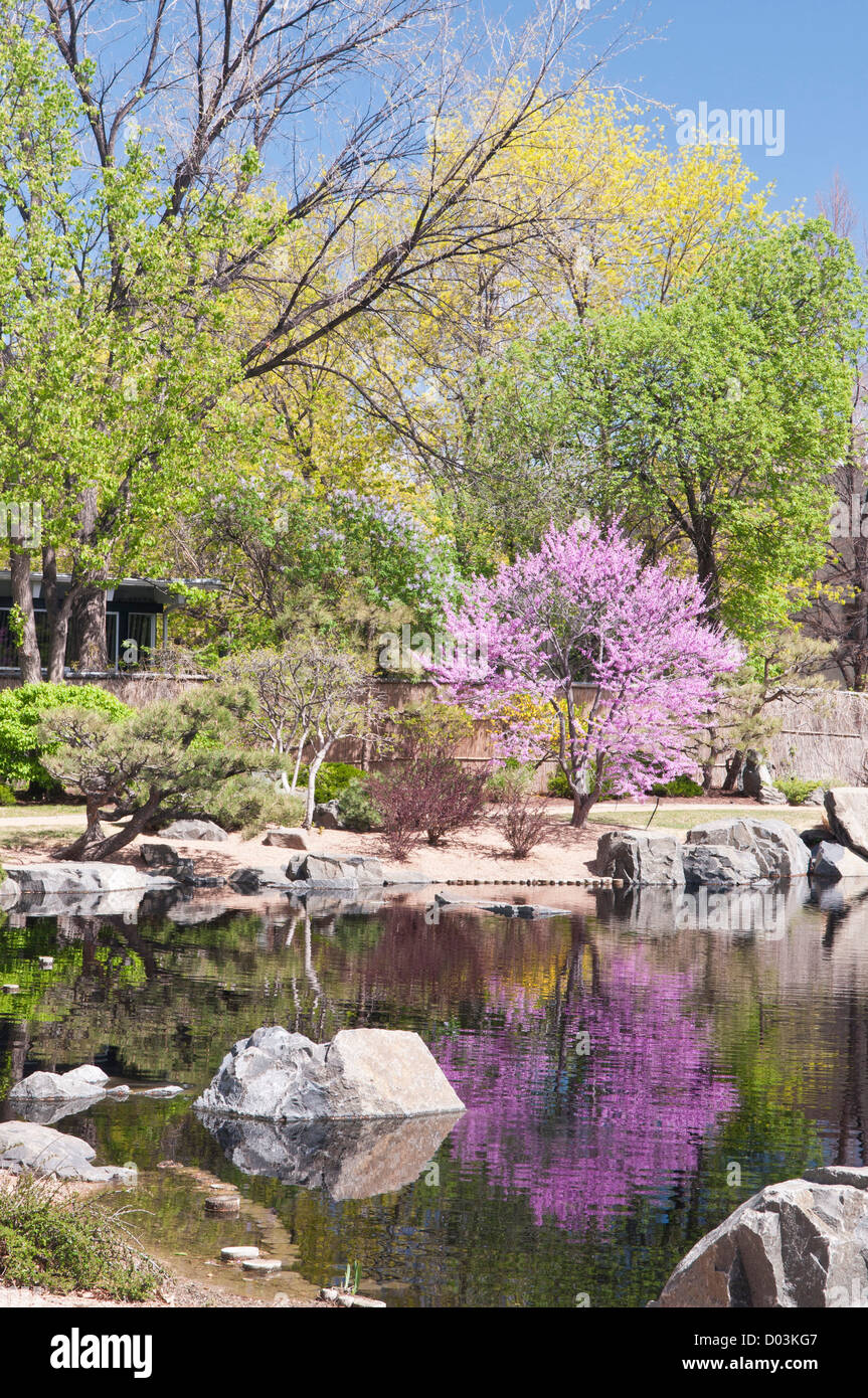 USA, CO, Denver. Denver Botanic Gardens. Flowering spring tree ...