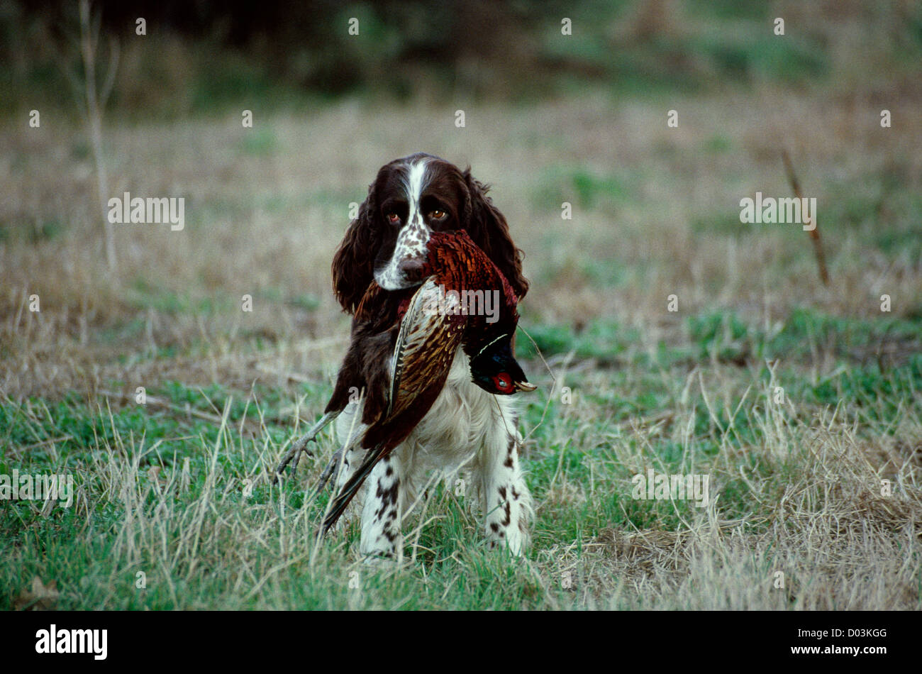 ENGLISH SPRINGER SPANIEL STANDING IN YARD WITH DEAD PHEASANT Stock ...