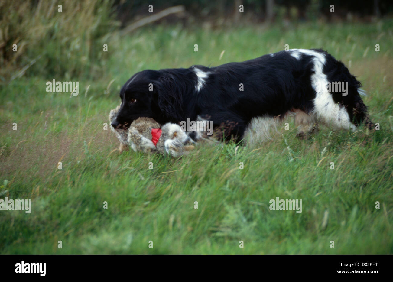 ENGLISH SPRINGER SPANIEL STANDING IN FIELD WITH DEAD RABBIT Stock Photo ...