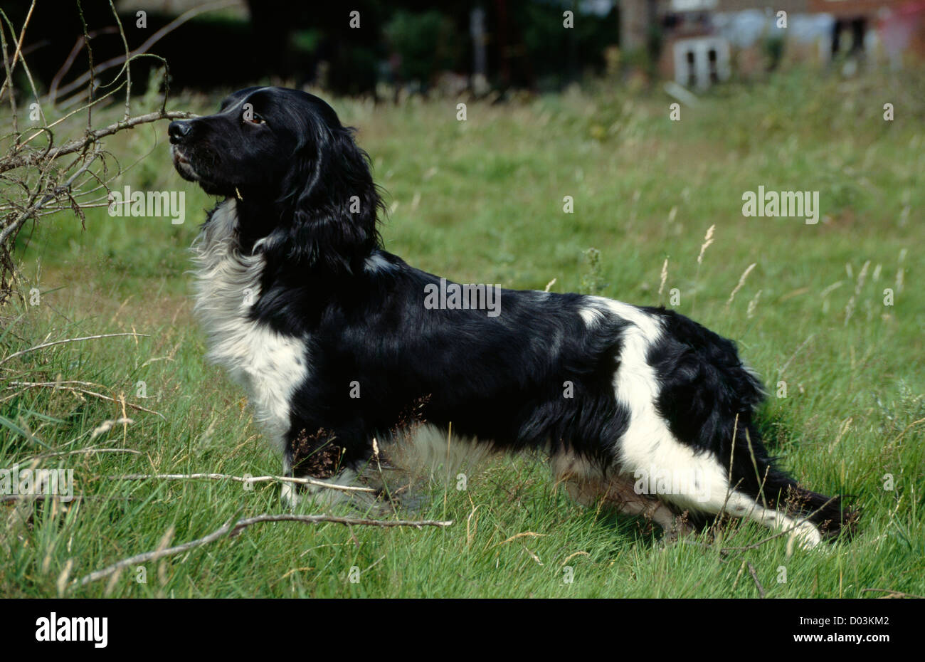 SIDE VIEW OF AN ENGLISH SPRINGER SPANIEL WALKING IN YARD Stock Photo ...