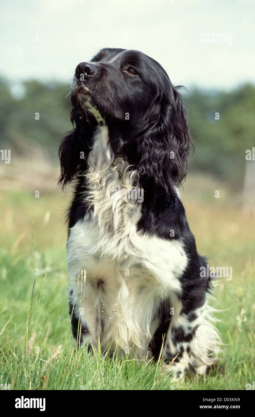 SIDE VIEW OF AN ENGLISH SPRINGER SPANIEL SITTING OUTSIDE/ ENGLAND Stock ...