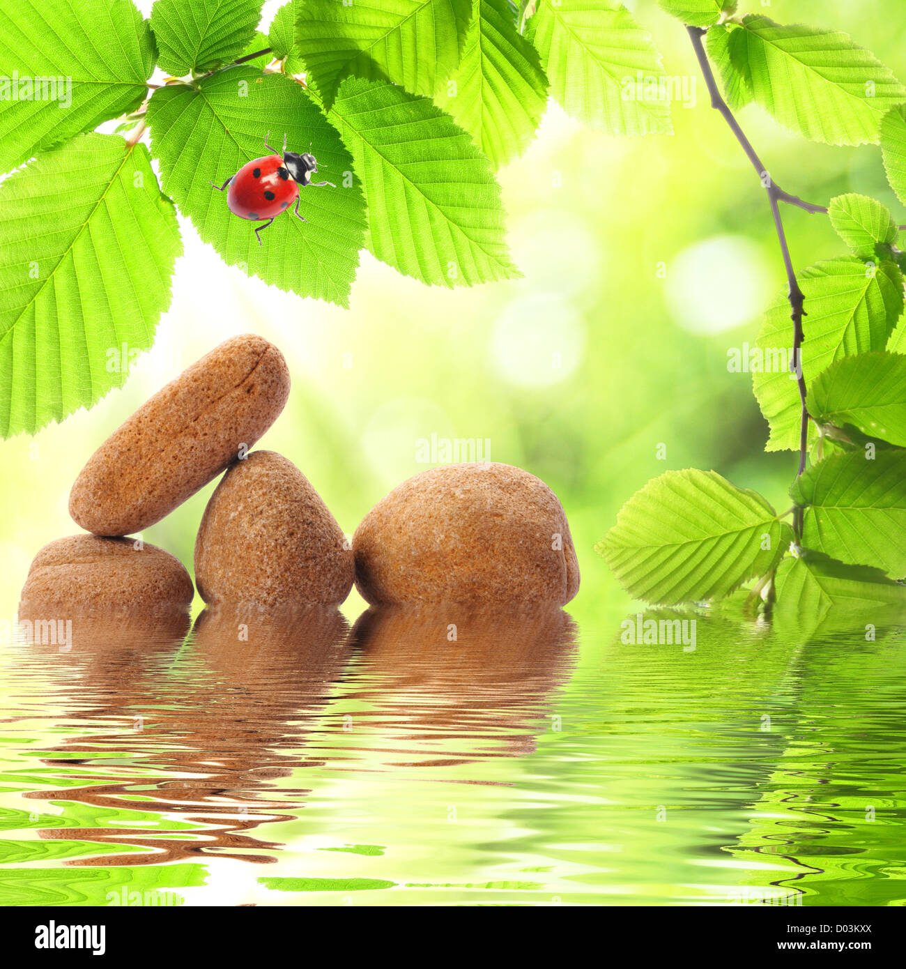 zen stones and green leaves showing spa concept with water reflection ...