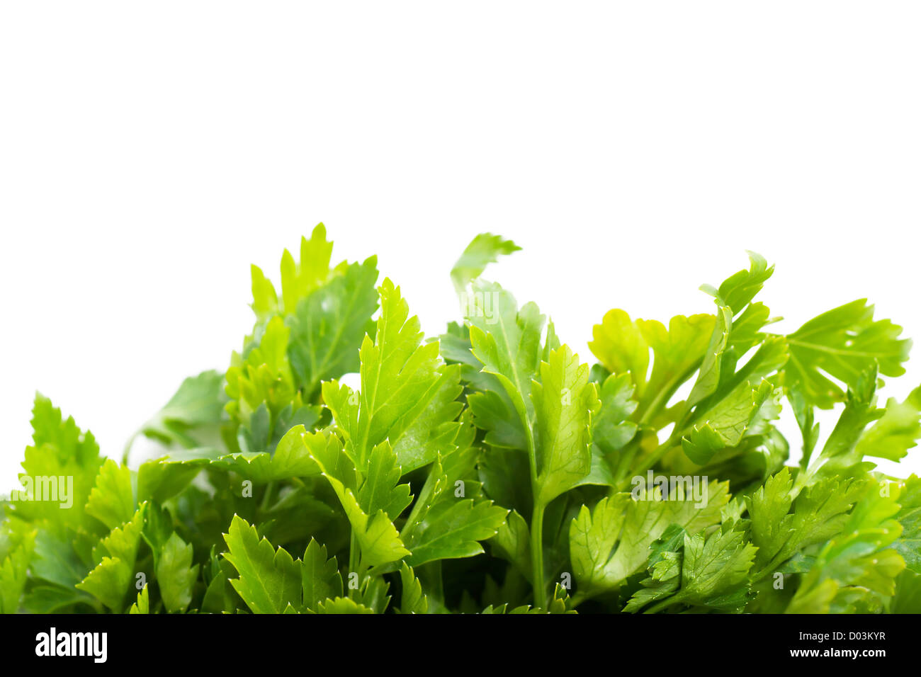Parsley stalk hi-res stock photography and images - Alamy