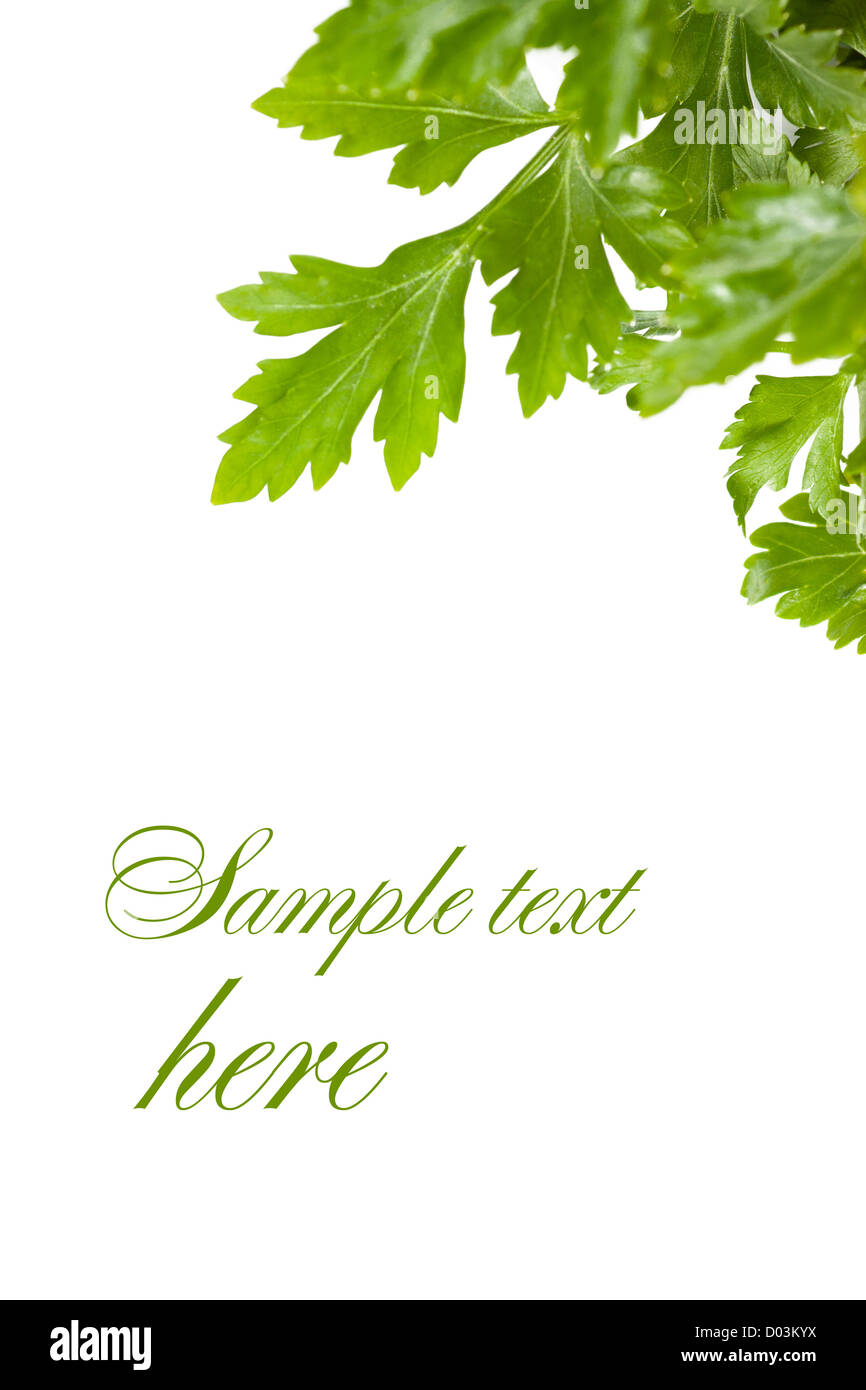 Parsley stalk hi-res stock photography and images - Alamy