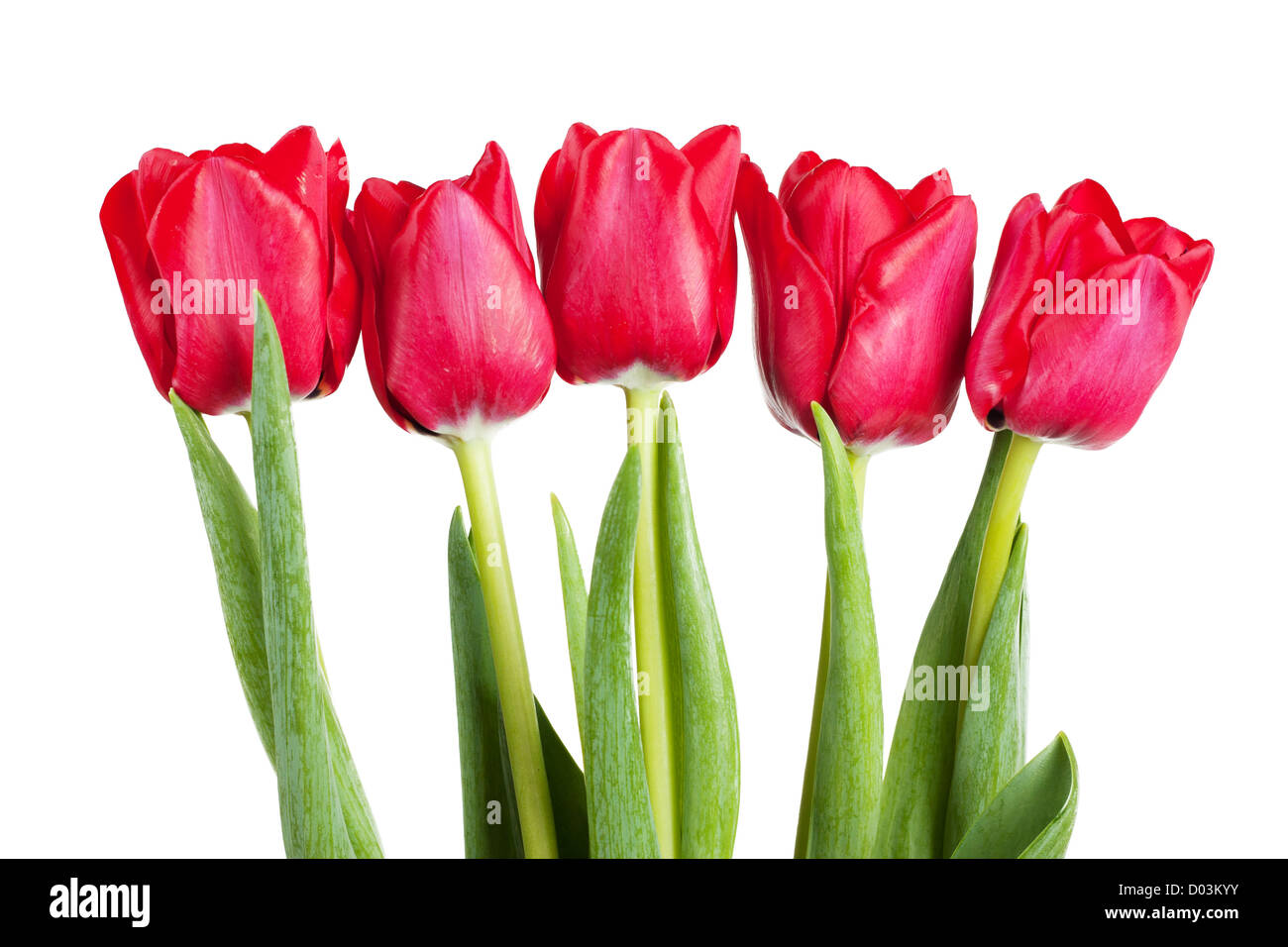 Five fresh red tulip isolated over white background Stock Photo - Alamy
