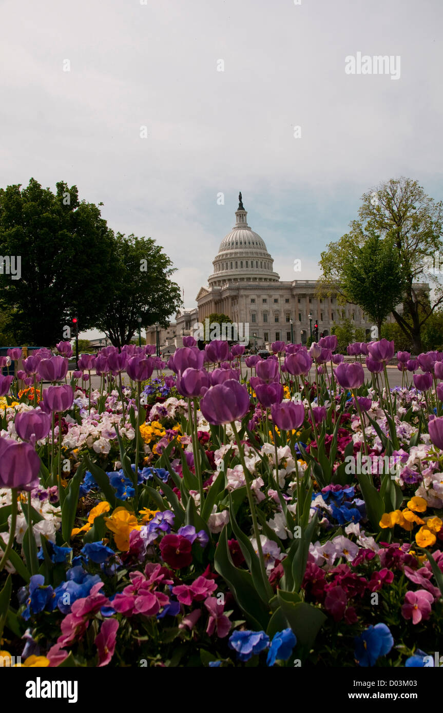 Washington dc tulips hi-res stock photography and images - Alamy