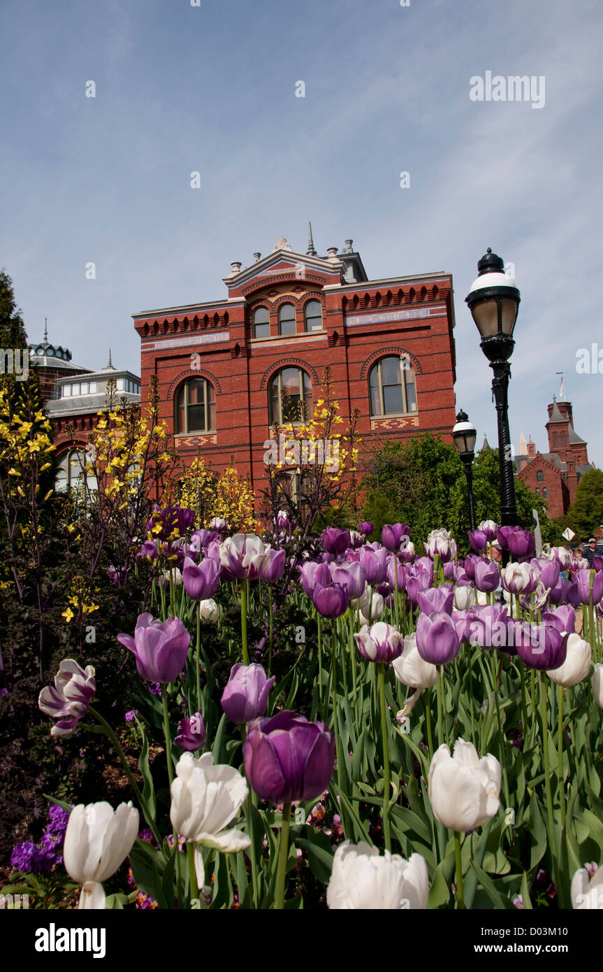 Washington dc tulips hi-res stock photography and images - Alamy