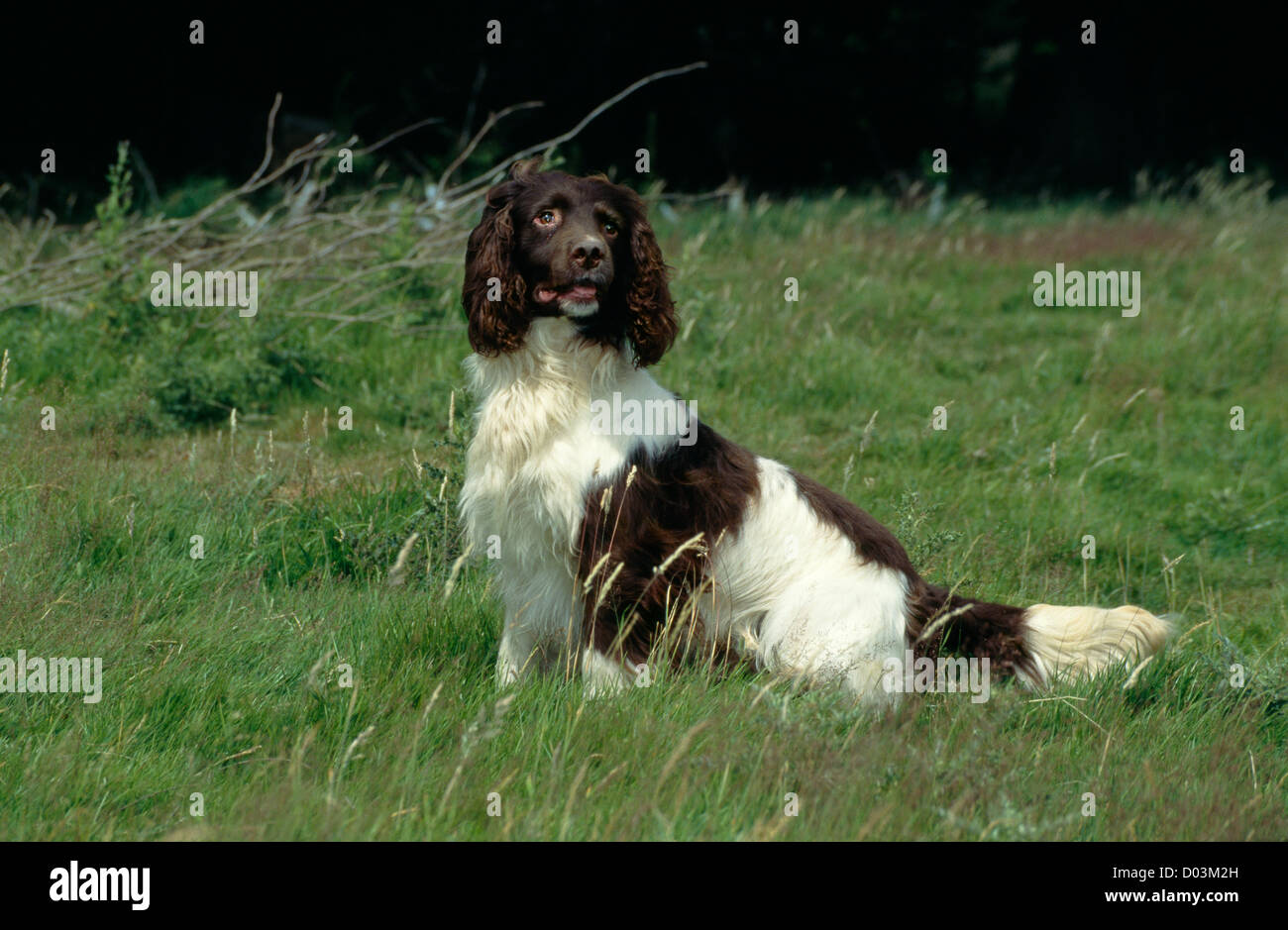SIDE VIEW OF BEAUTIFUL ENGLISH SPRINGER SPANIEL SITTING IN THE GRASS ...
