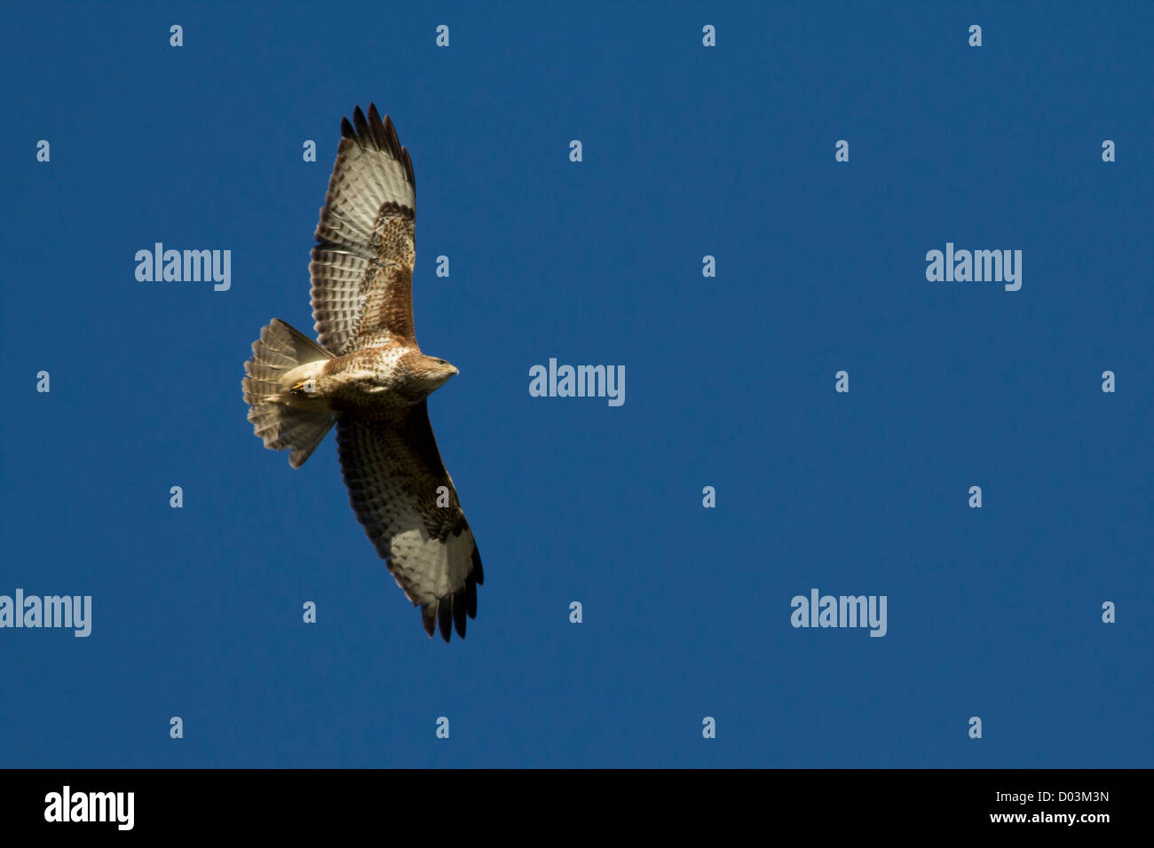 Buzzard flying hi-res stock photography and images - Alamy