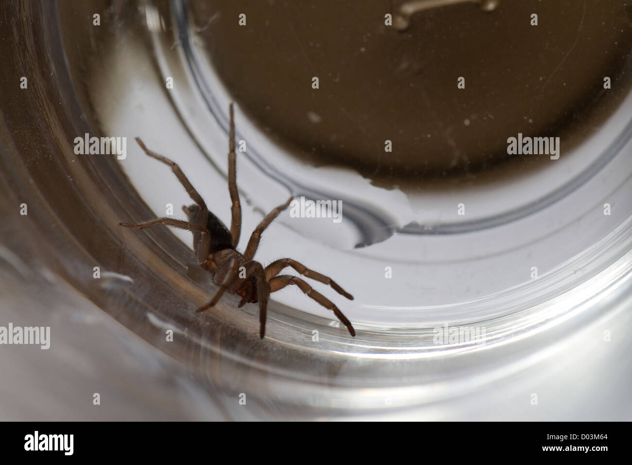 Catching spider glass hi-res stock photography and images - Alamy
