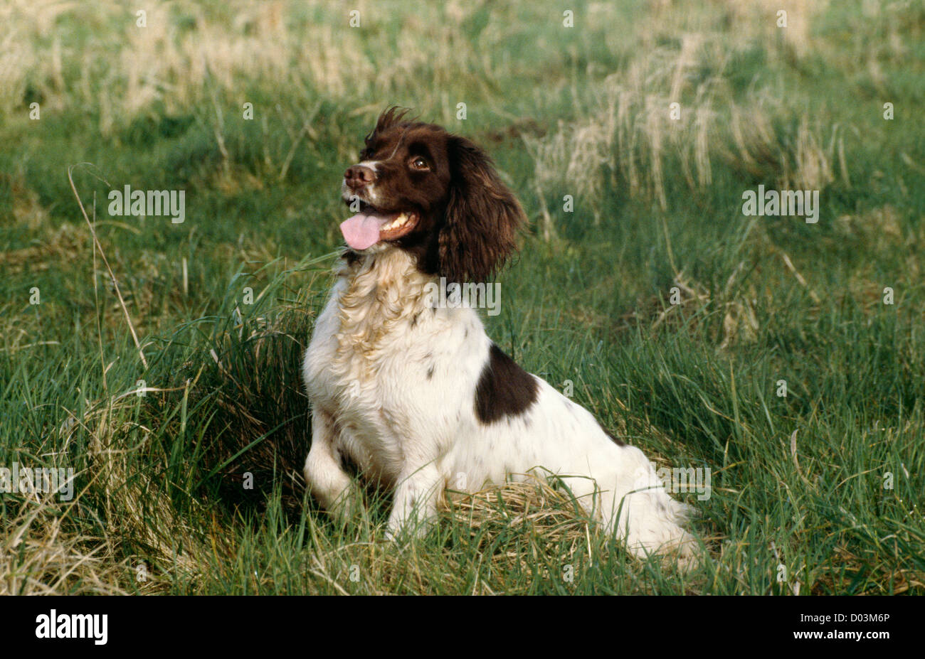BEAUTIFUL ENGLISH SPRINGER SPANIEL RUNNING IN FIELD/ ENGLAND Stock ...