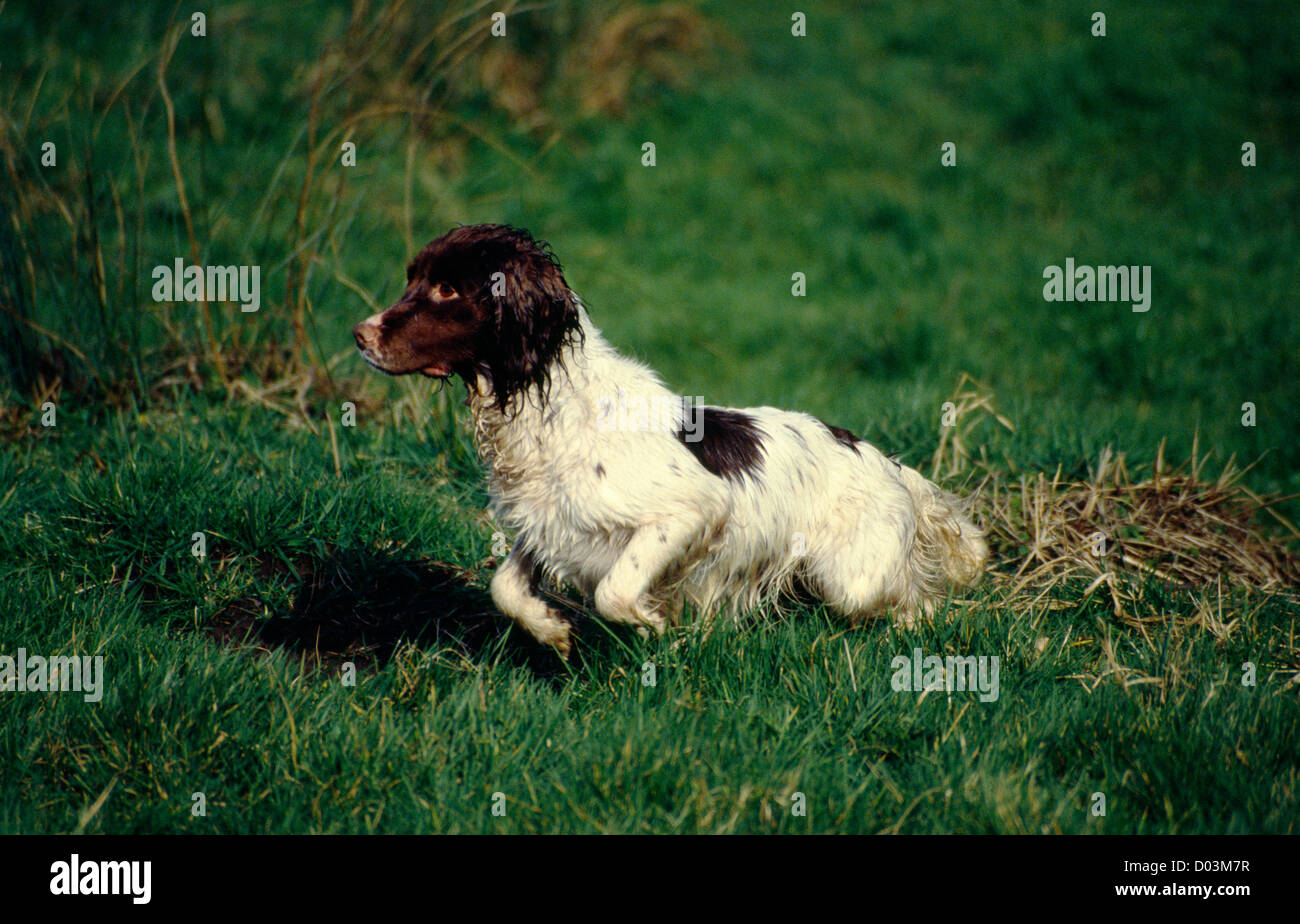 BEAUTIFUL ENGLISH SPRINGER SPANIEL RUNNING IN FIELD/ ENGLAND Stock ...
