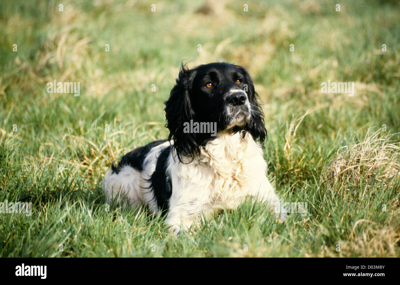 BEAUTIFUL ENGLISH SPRINGER SPANIEL LAYING IN FIELD/ ENGLAND Stock Photo ...