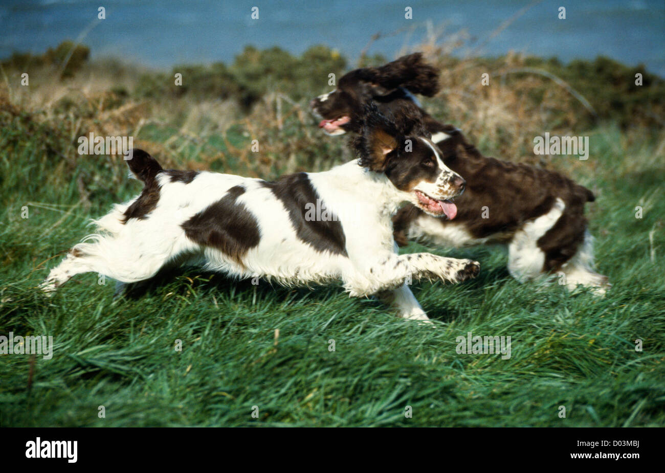 TWO BEAUTIFUL ENGLISH SPRINGER SPANIEL PLAYING IN FIELD/ ENGLAND Stock ...