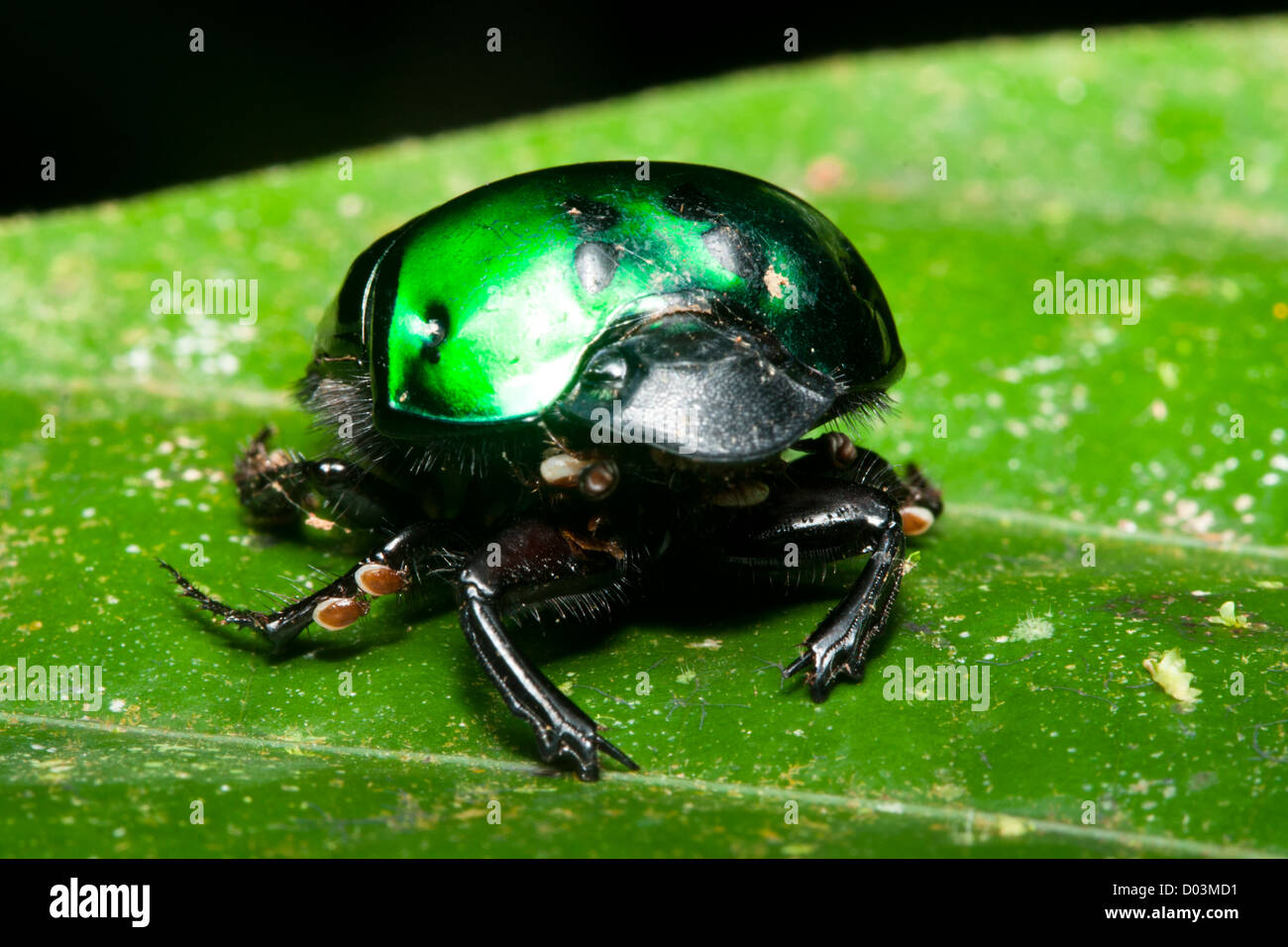 Amazon insect hi-res stock photography and images - Alamy