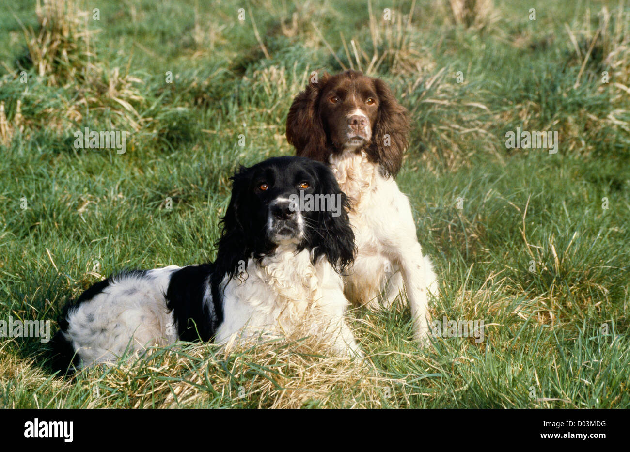 TWO BEAUTIFUL ENGLISH SPRINGER SPANIEL LAYING IN FIELD/ ENGLAND Stock ...