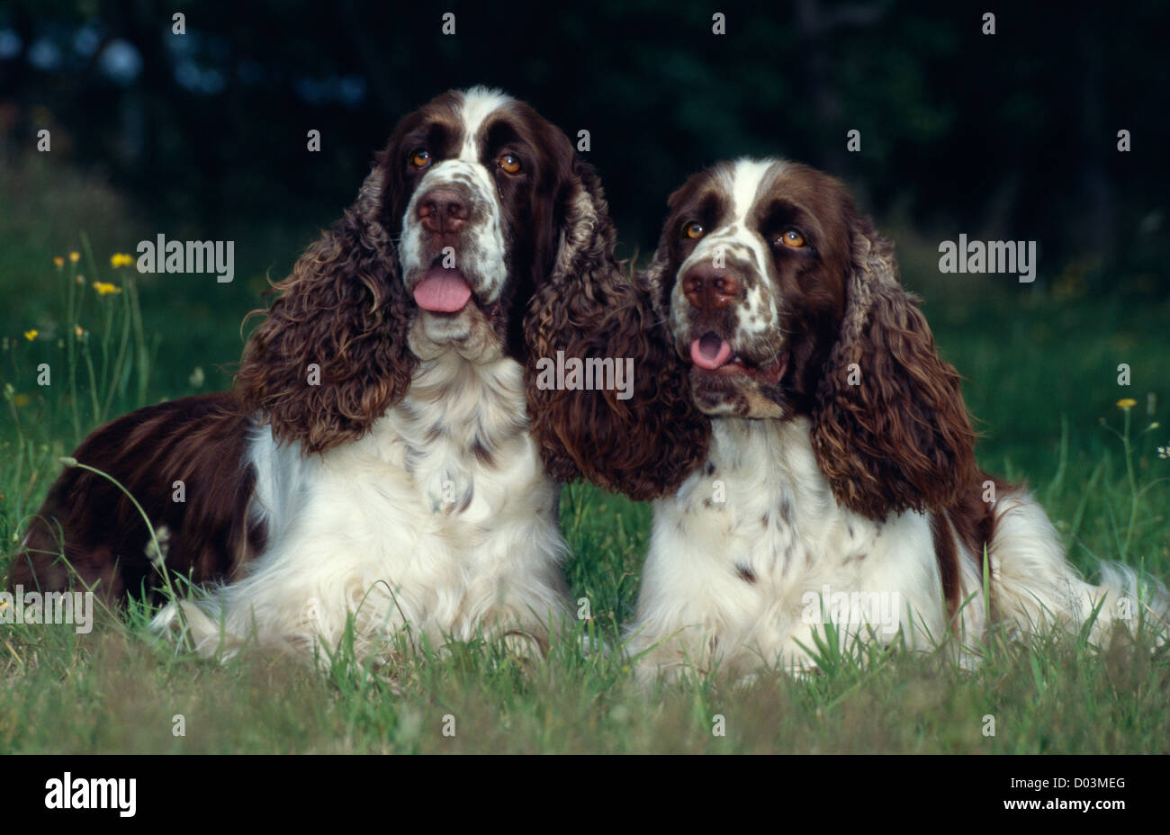 TWO BEAUTIFUL ENGLISH SPRINGER SPANIEL RELAXING IN YARD/ ENGLAND Stock ...