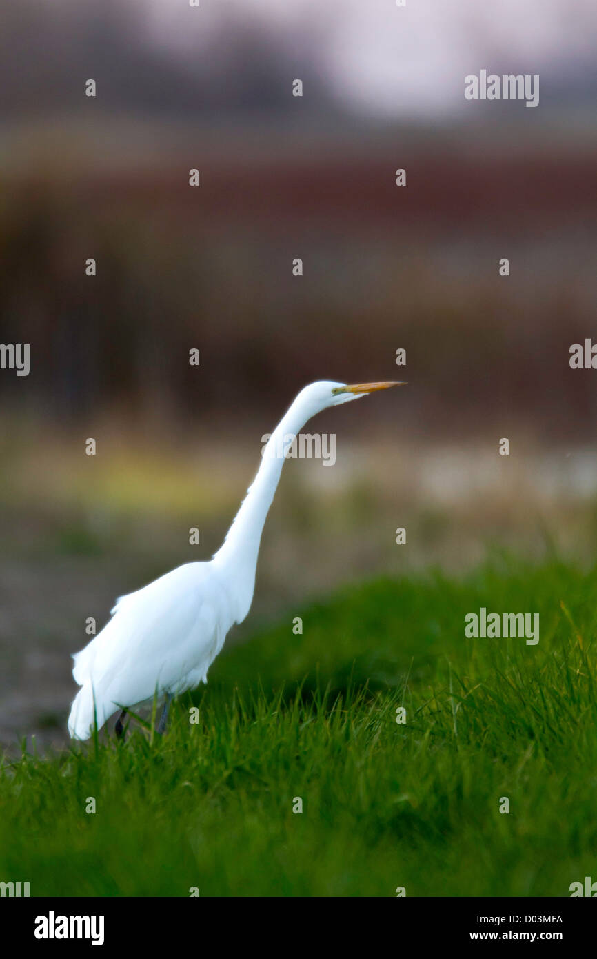 Colusa national wildlife refuge hi-res stock photography and images - Alamy