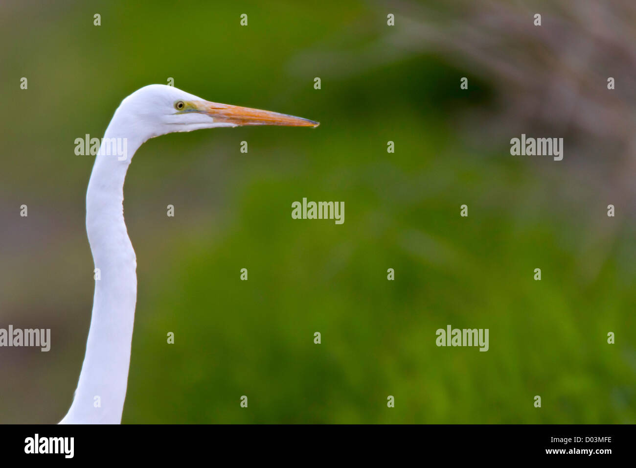 Colusa national wildlife refuge hi-res stock photography and images - Alamy