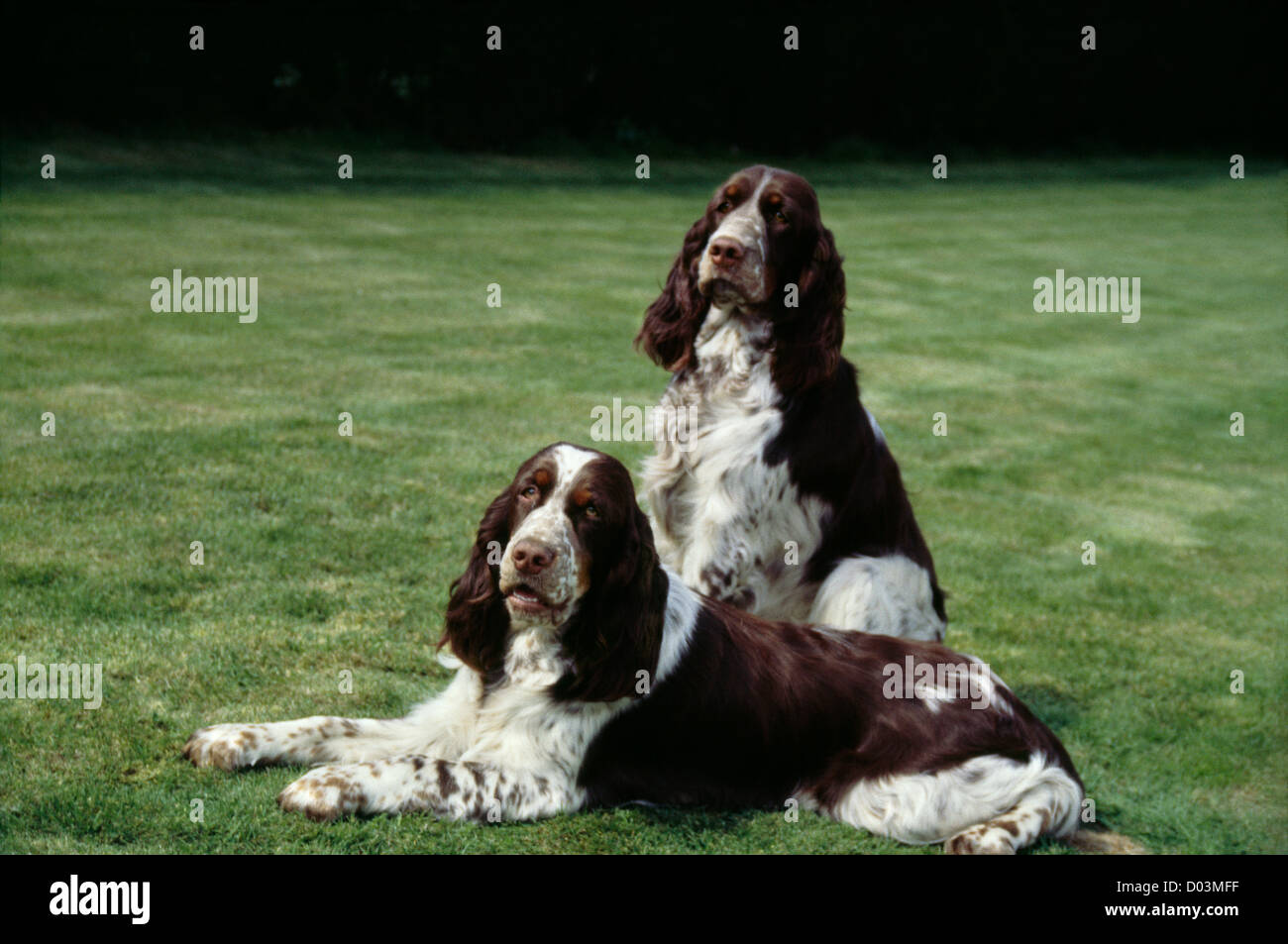 TWO BEAUTIFUL ENGLISH SPRINGER SPANIEL RELAXING IN YARD/ ENGLAND Stock ...