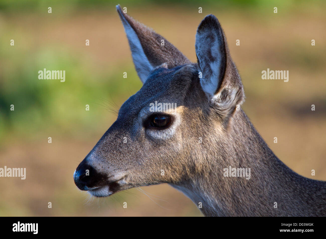 A mule deer in the Colusa National Wildlife Refuge in the Sacramento ...