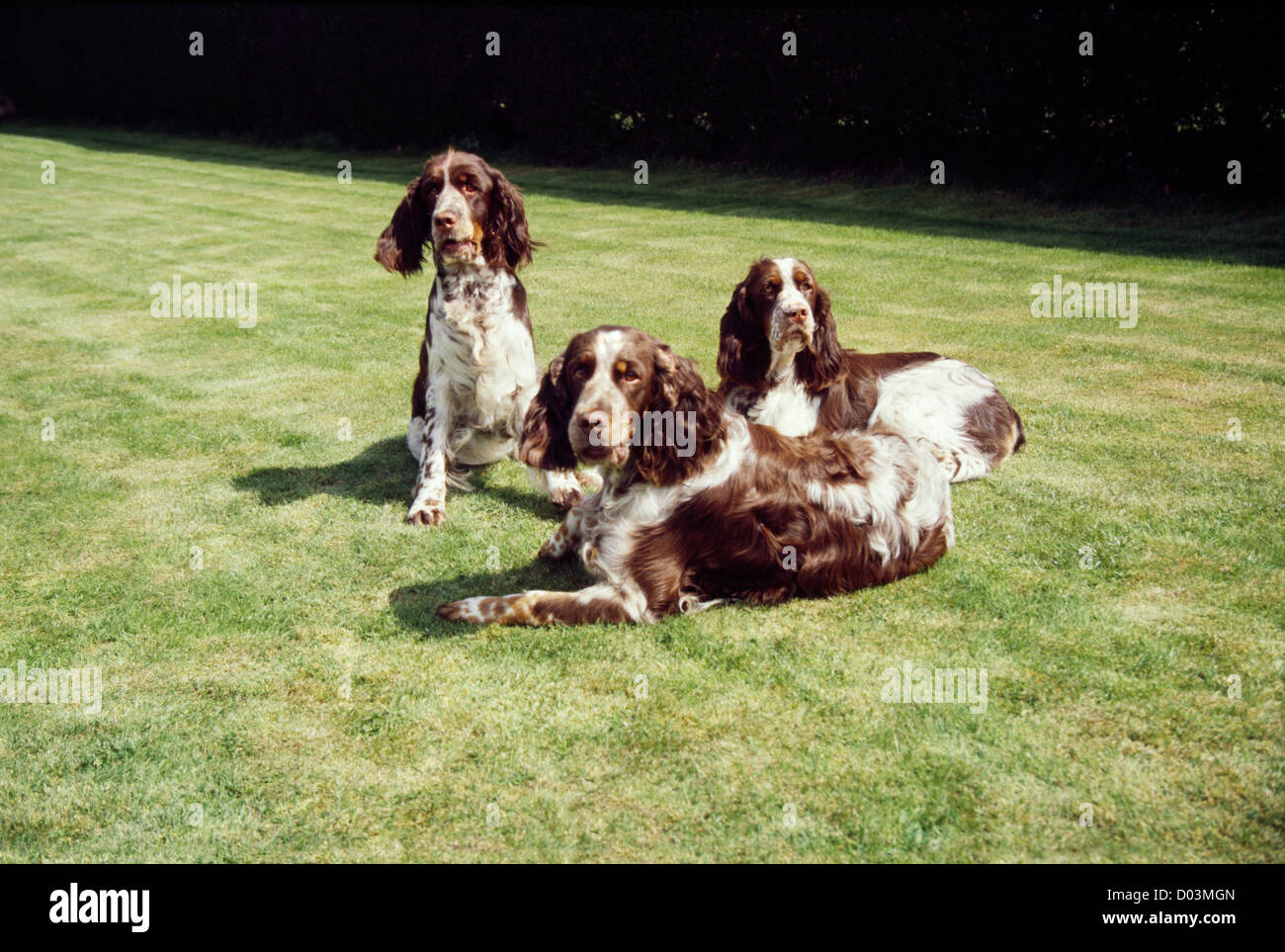 THREE BEAUTIFUL ENGLISH SPRINGER SPANIEL RELAXING IN YARD/ ENGLAND ...