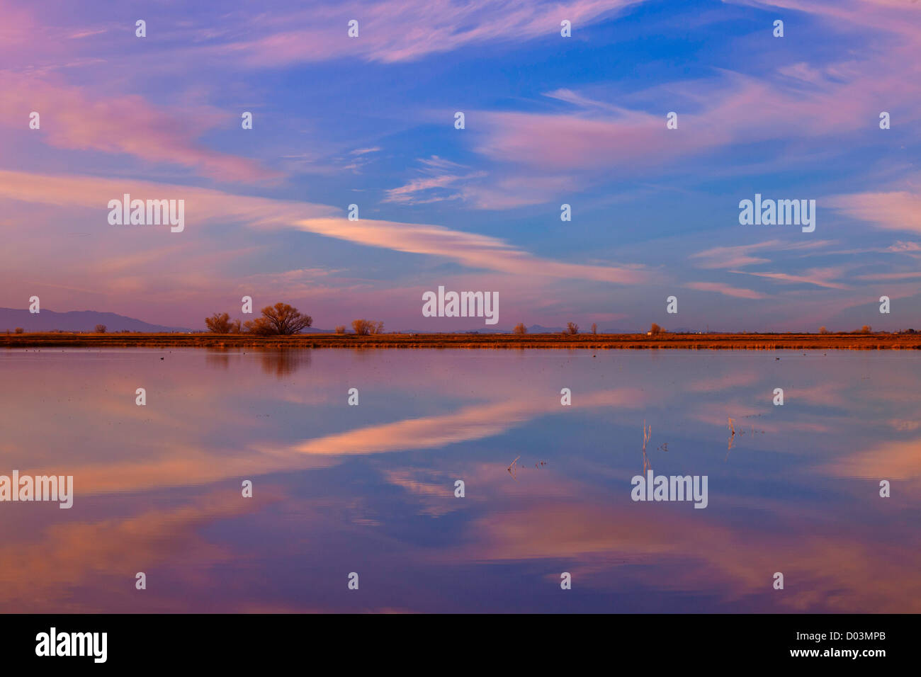 Reflections in flooded rice fields in the Sacramento Valley, California ...