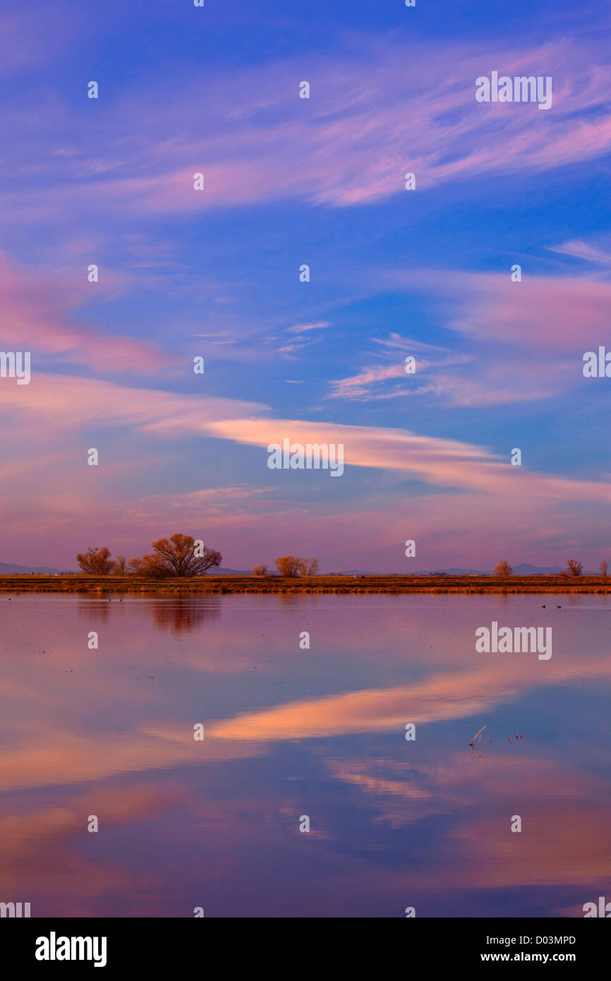 Reflections in flooded rice fields in the Sacramento Valley, California ...