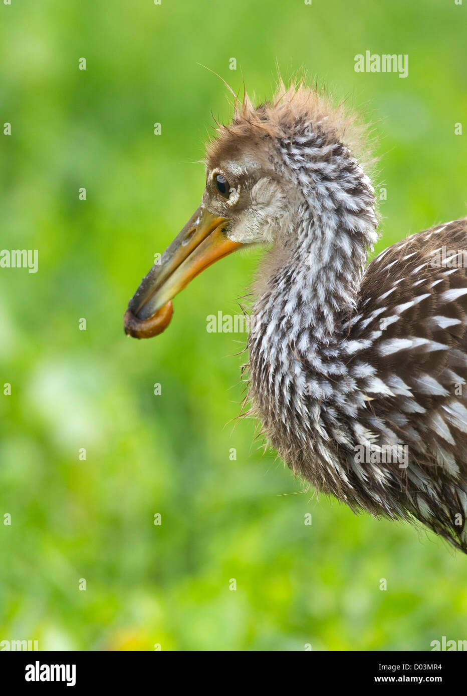 Limpkin with first apple snail, Aramus guarana, Viera wetlands, Florida ...