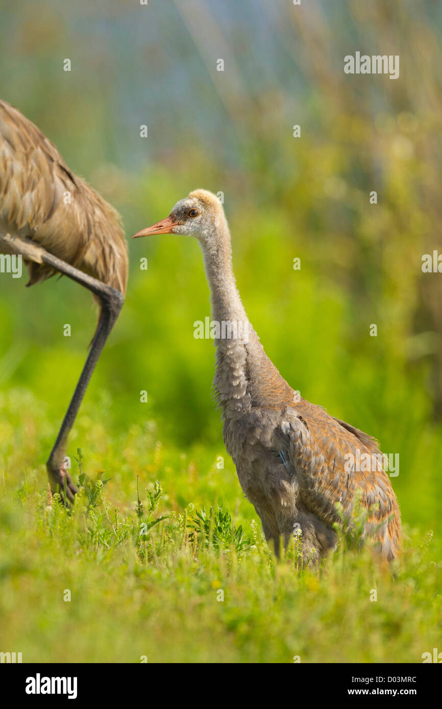 Sandhill crane chick with parent, Grus canadensis, Viera wetlands ...