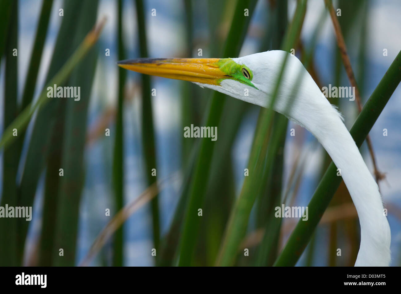 Soft stem bulrush hi-res stock photography and images - Alamy