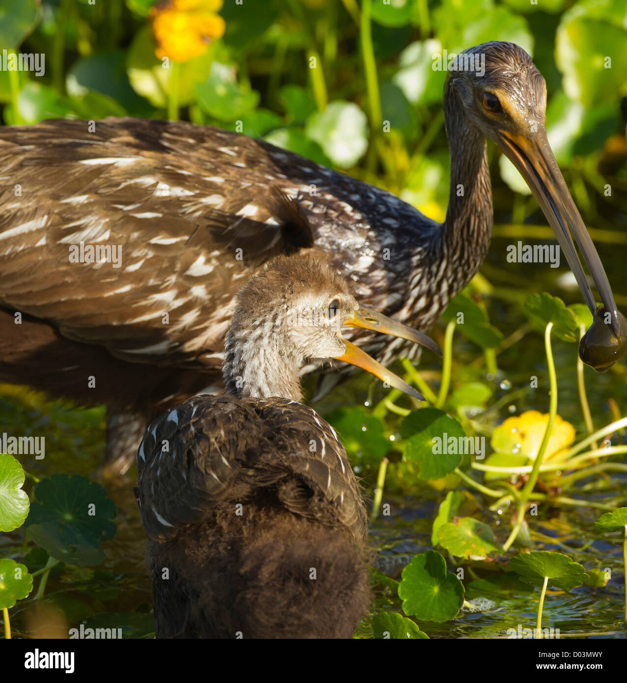 Adult Limpkin with apple snail for chick Aramus guarana, Viera wetlands ...
