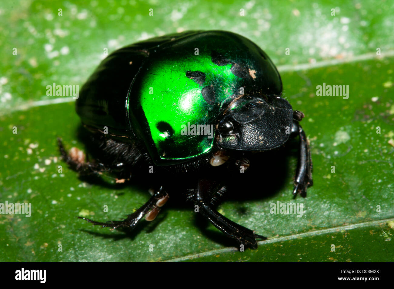 Amazon insect hi-res stock photography and images - Alamy