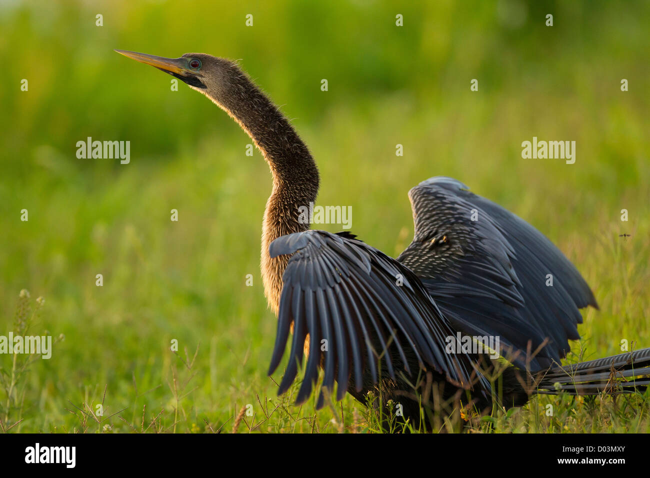 Female anhinga drying out wings on shoreline, Anhinga anhinga, Viera ...