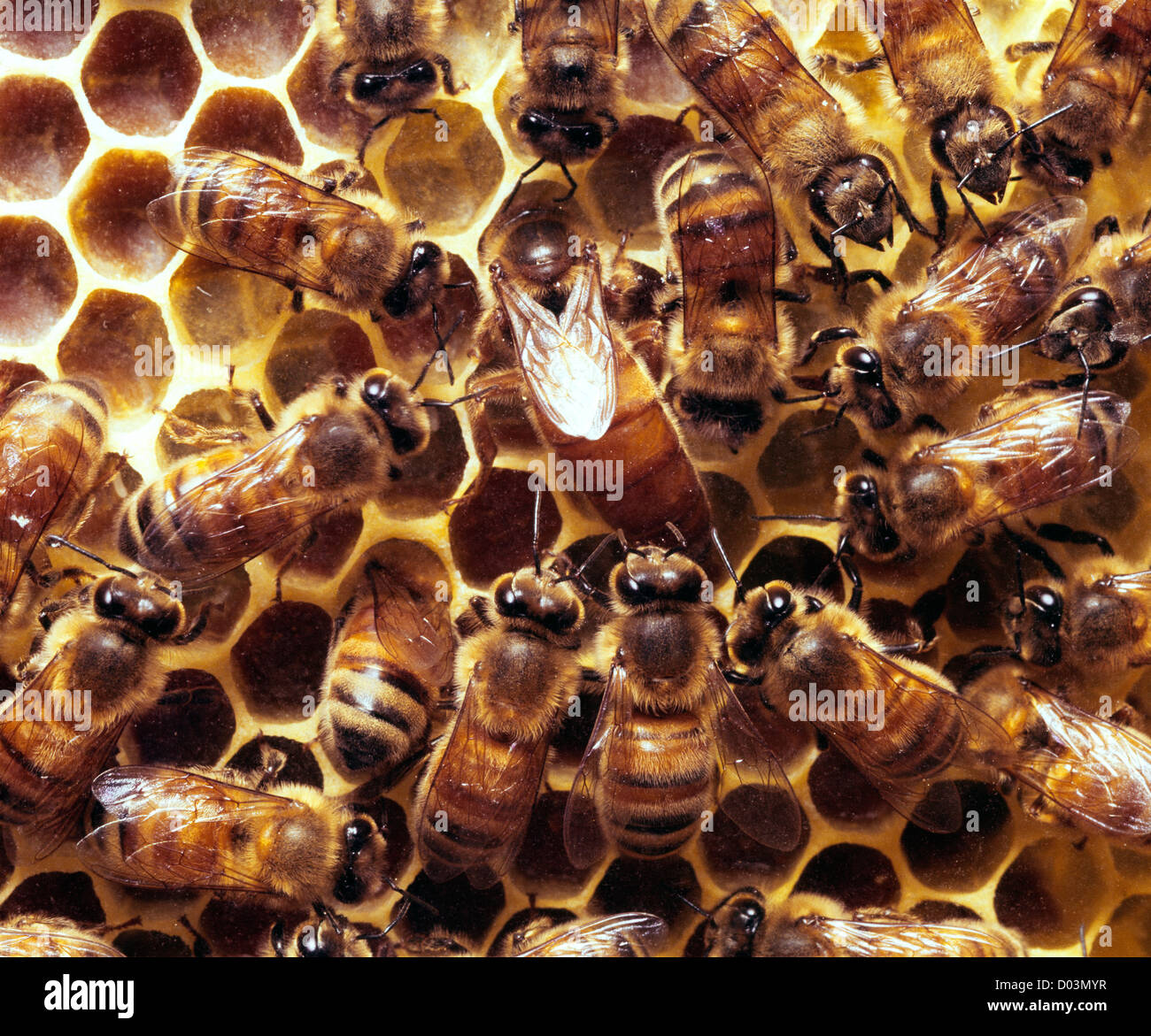 HONEY BEE/ HIVE BEE (APIS MELLIFERA) HONEYCOMB; QUEEN AND WORKERS ...