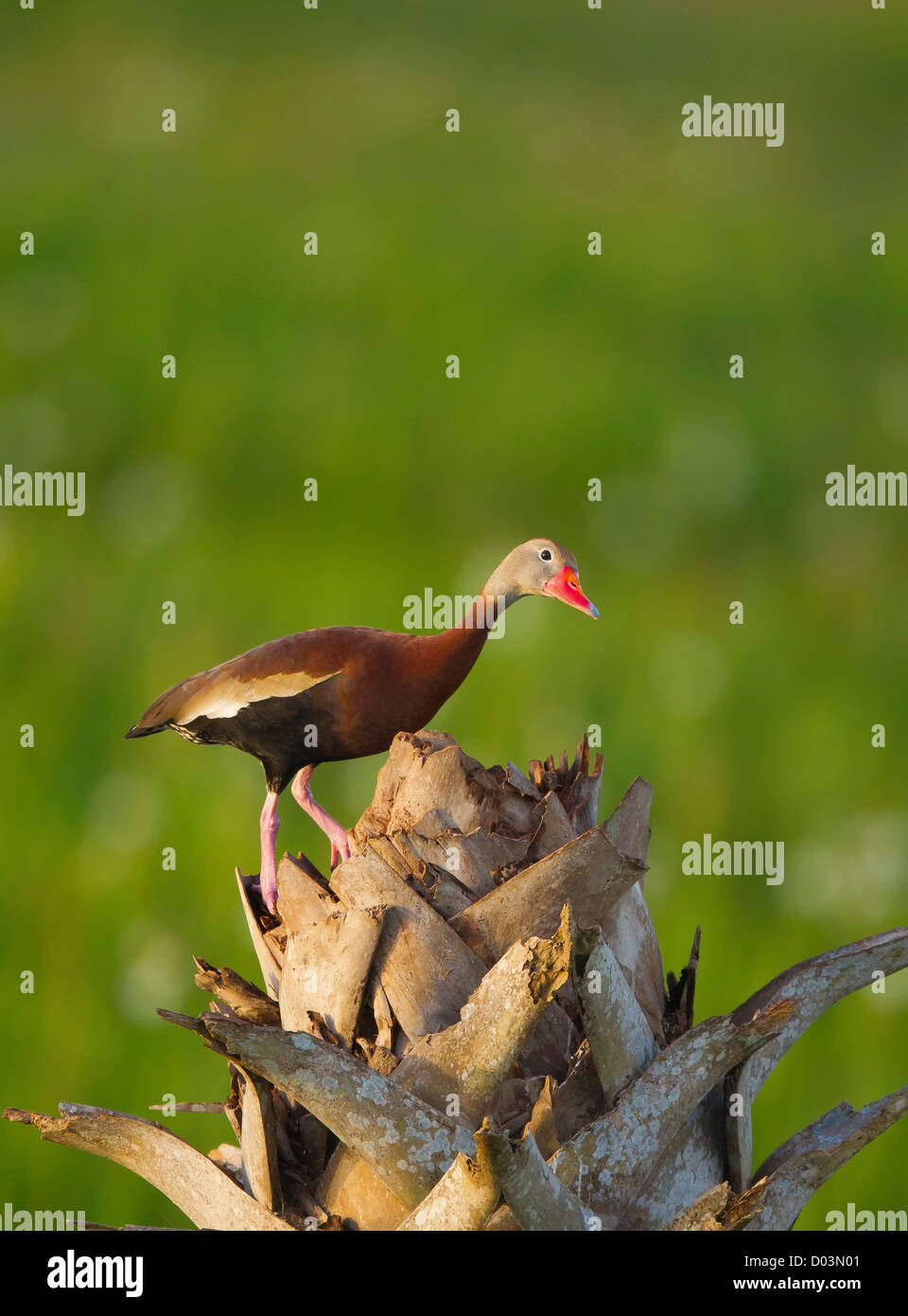 Duck palm hi-res stock photography and images - Alamy