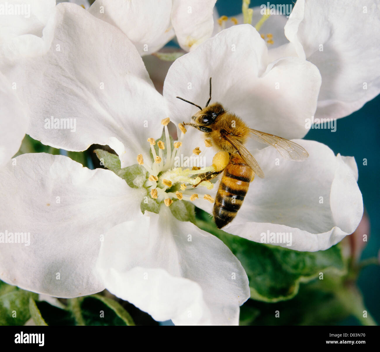 HONEY BEE (APIS MELLIFERA) ON CHERRY BLOSSOM. STERILE FEMALE WORKER ...