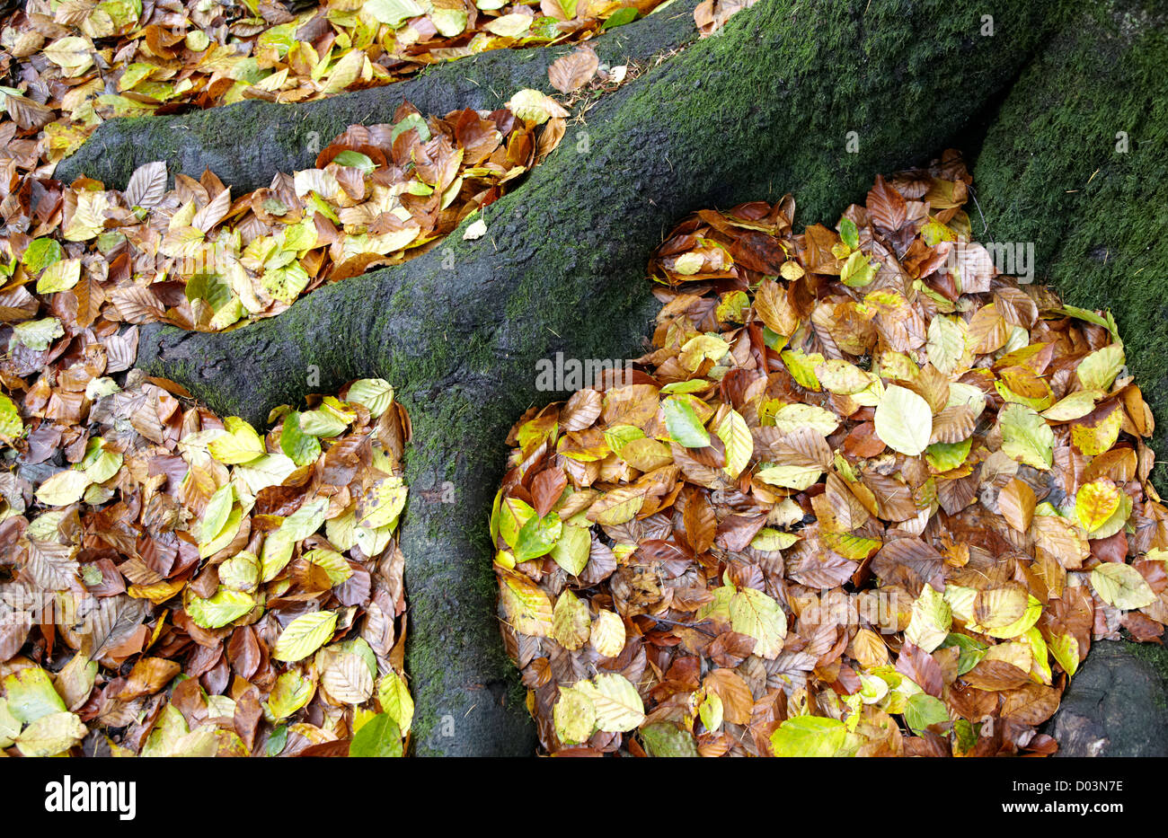 Surrey beech wood hi-res stock photography and images - Alamy
