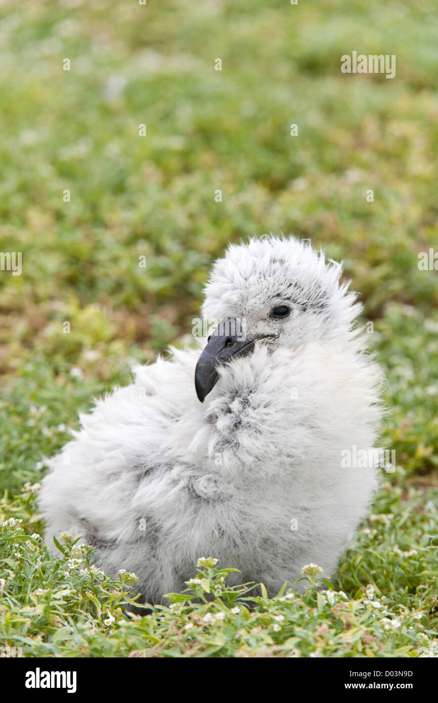 Phoebastria Albatrus High Resolution Stock Photography and Images - Alamy