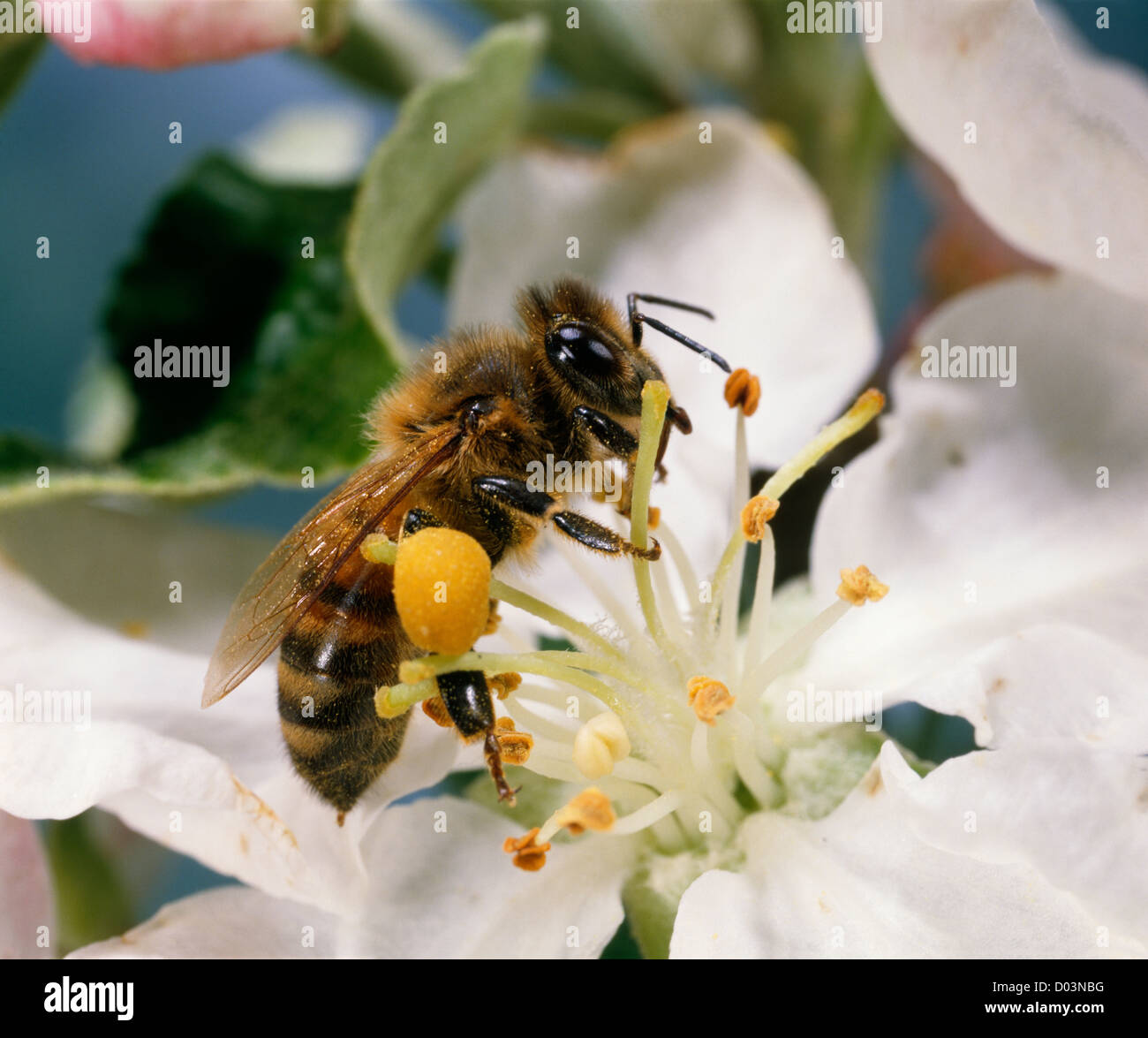 Sterile female worker honey bee hi-res stock photography and images - Alamy