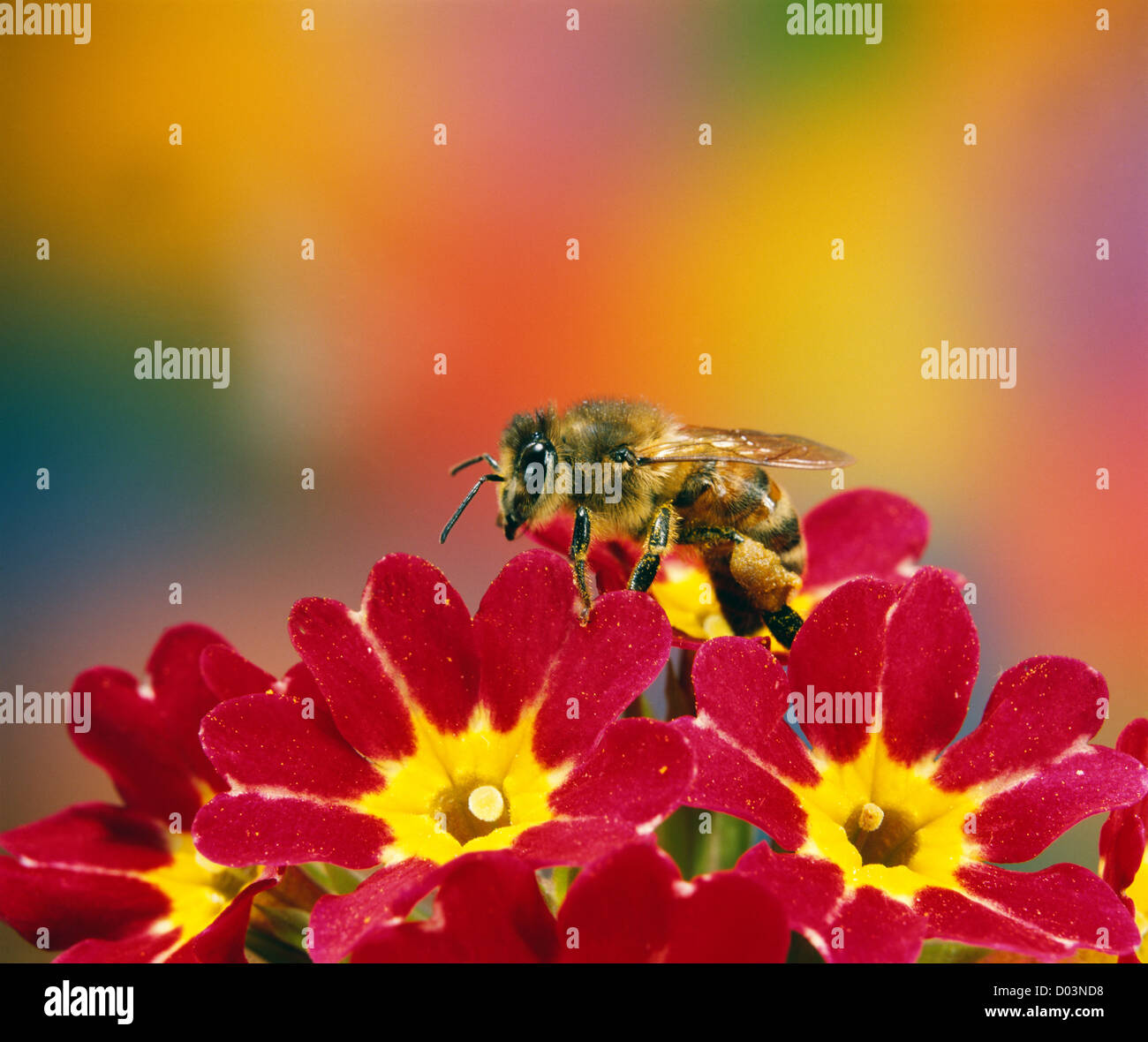 Bees primrose hi-res stock photography and images - Alamy