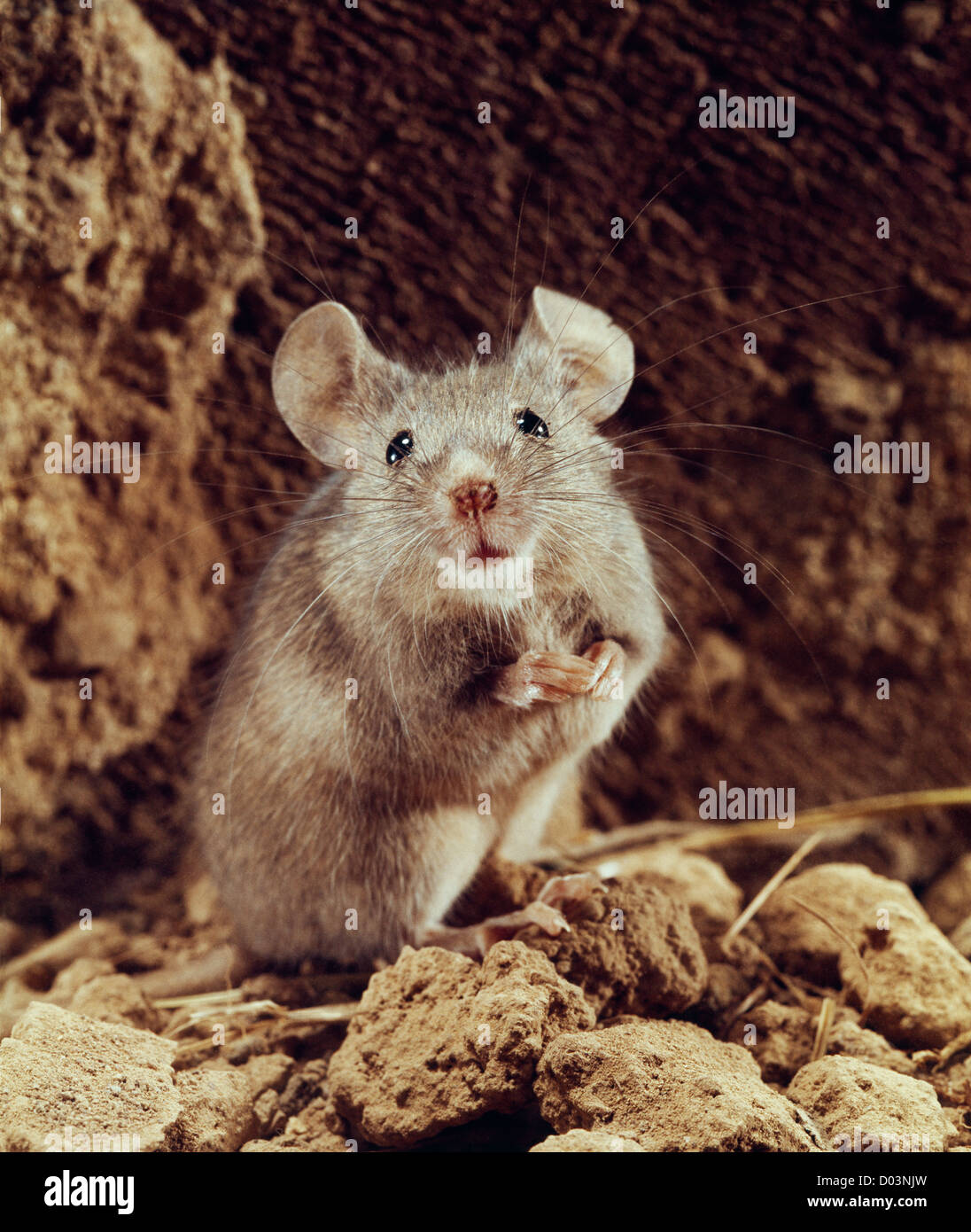 Mus musculus standing hi-res stock photography and images - Alamy