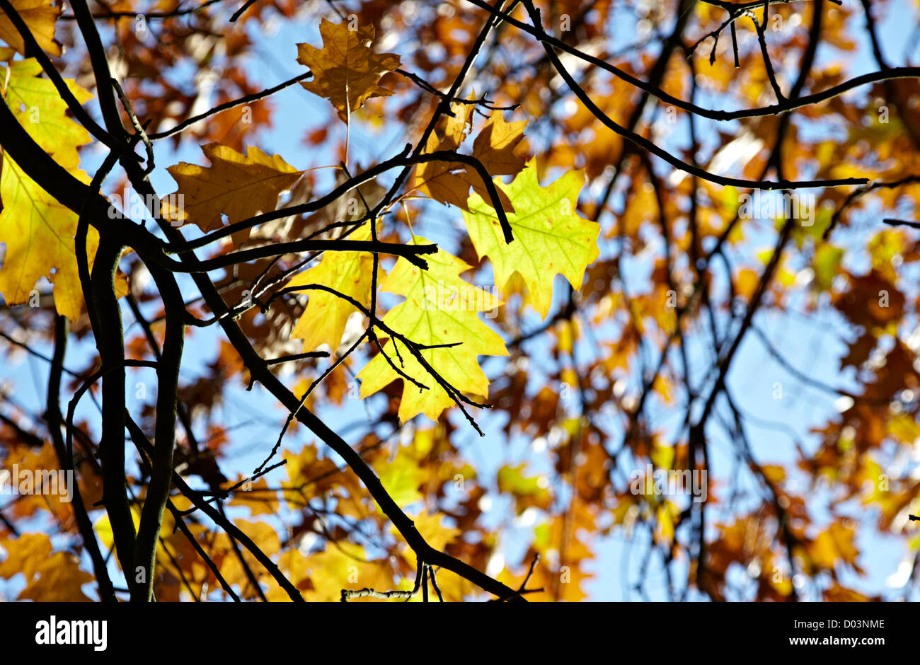 Trees In Autumn Surrey UK Stock Photo - Alamy